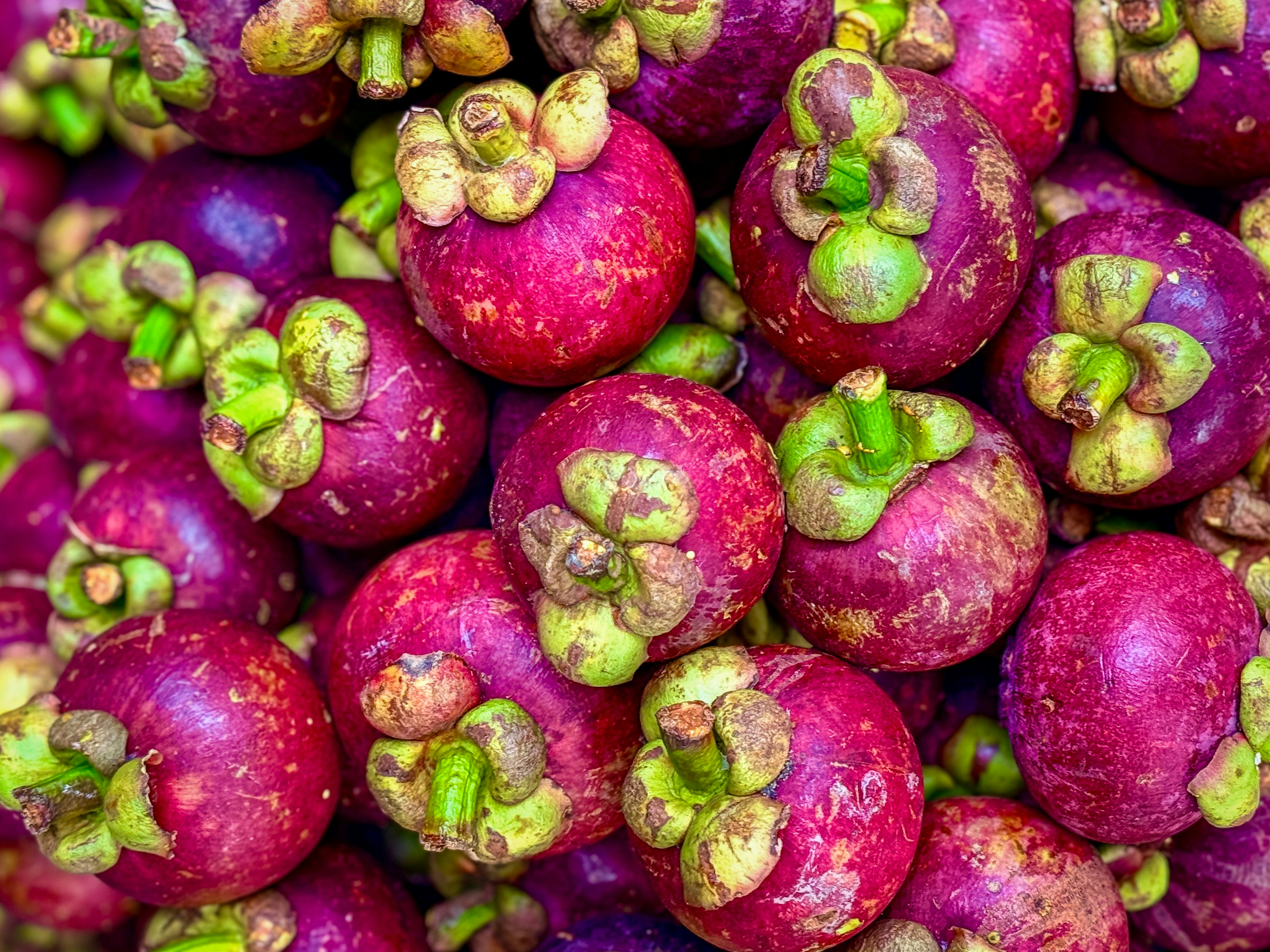Rosy Mangosteen cluster: vivid magenta skins and green calyxes