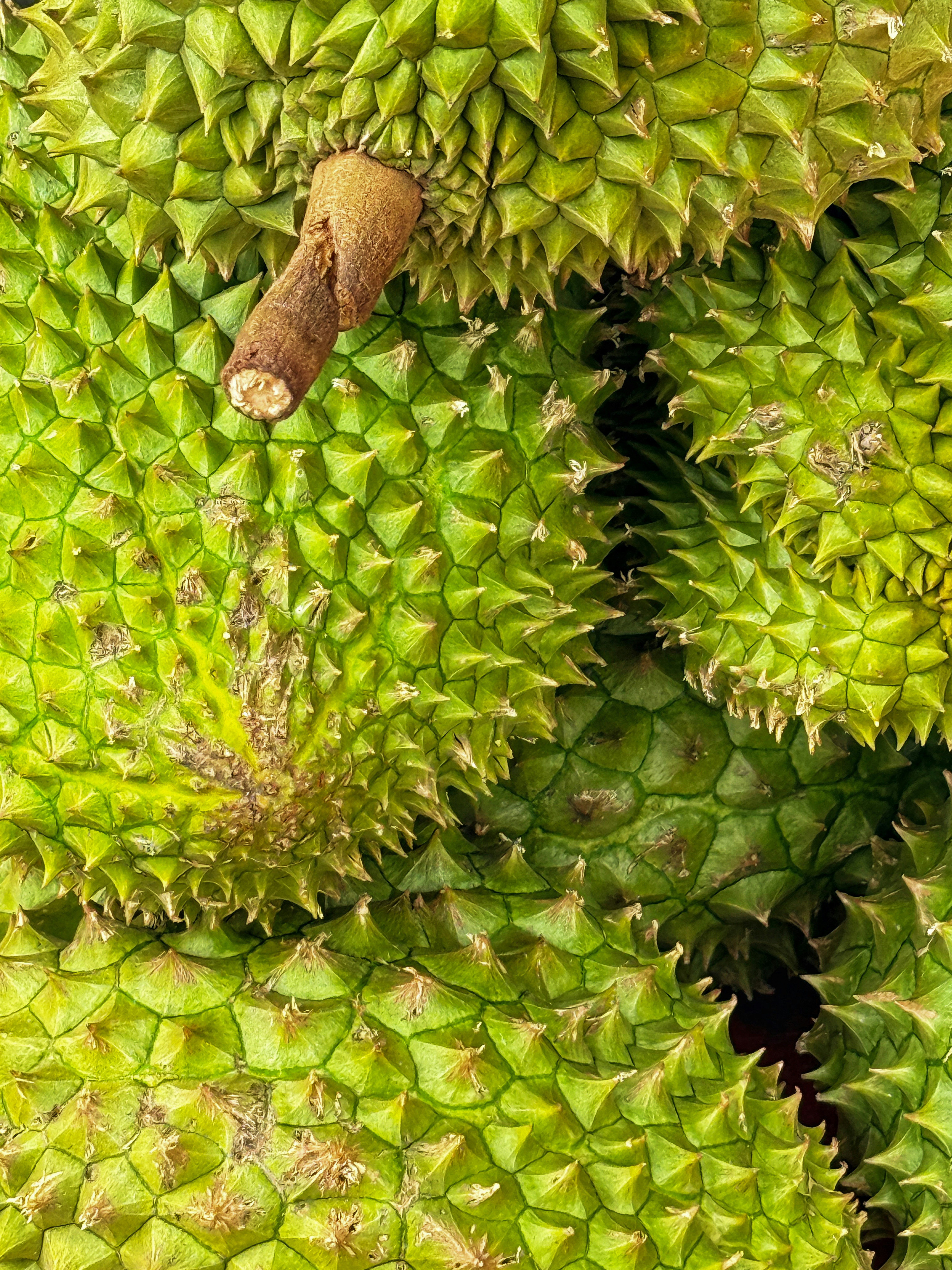 Stitched Green Tropes: A Close-Up of Dragonfruit Scales with a Barky Stem