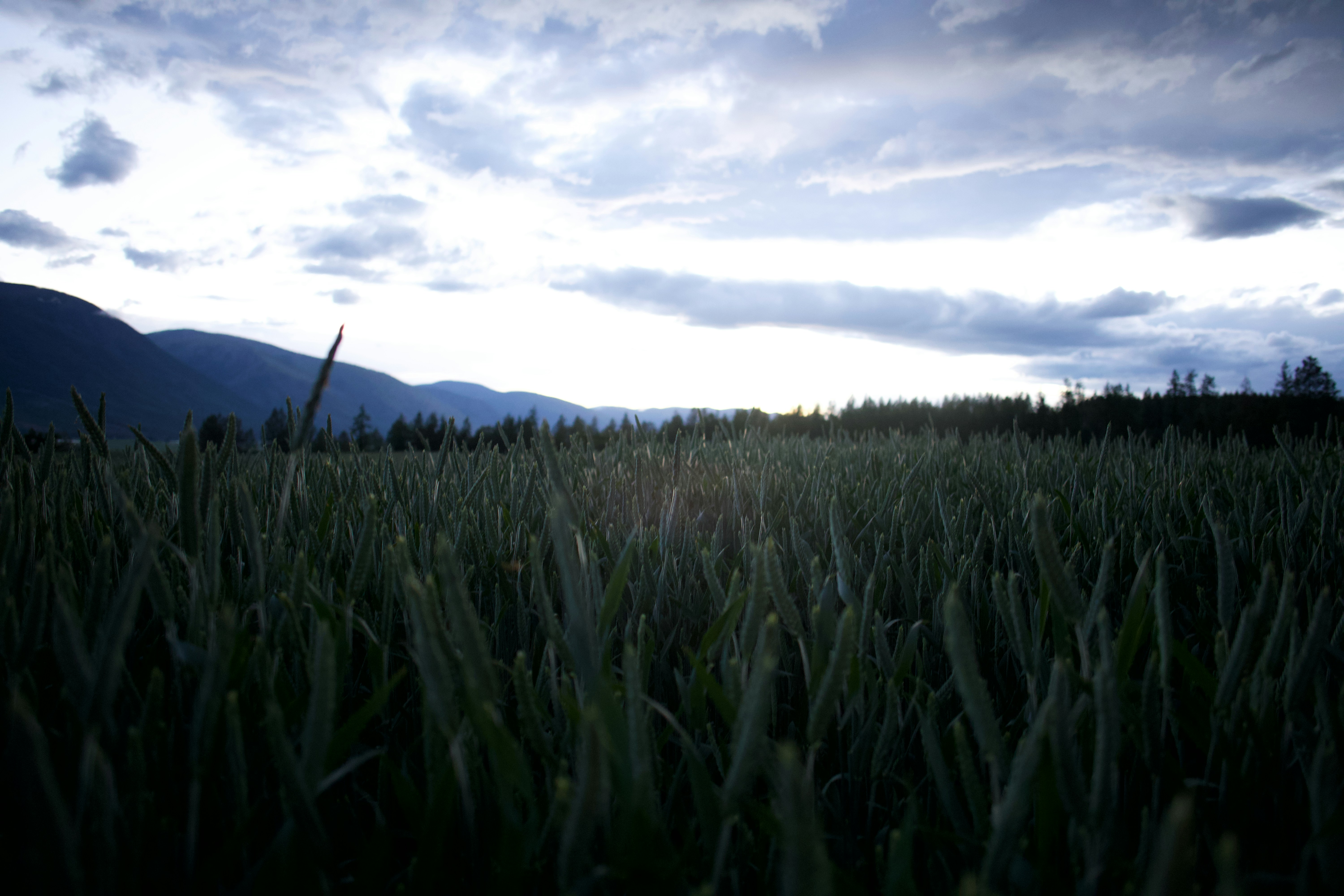 Dusk Over a Verdant Field