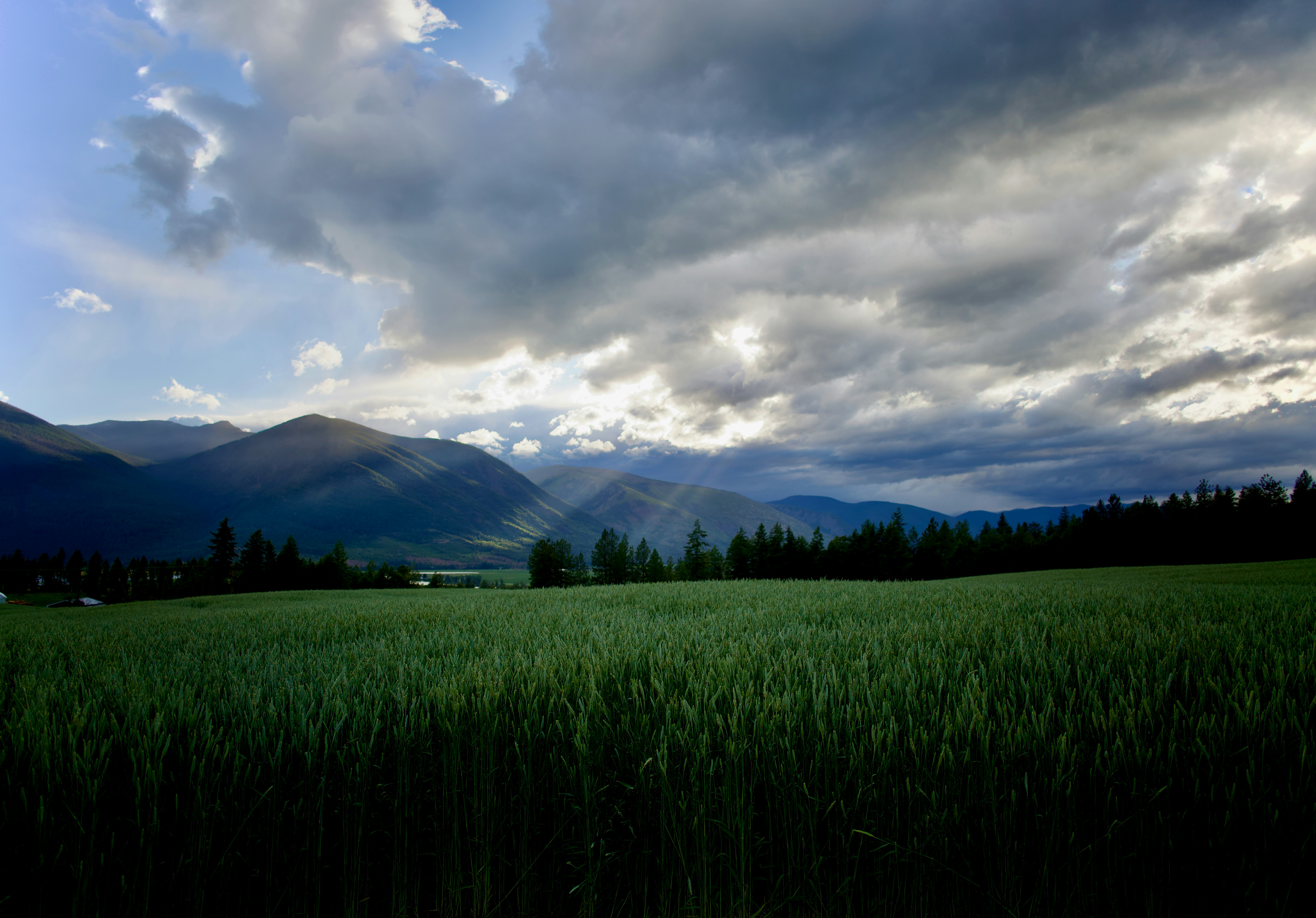 Dawn Over a Quiet Alpine Field