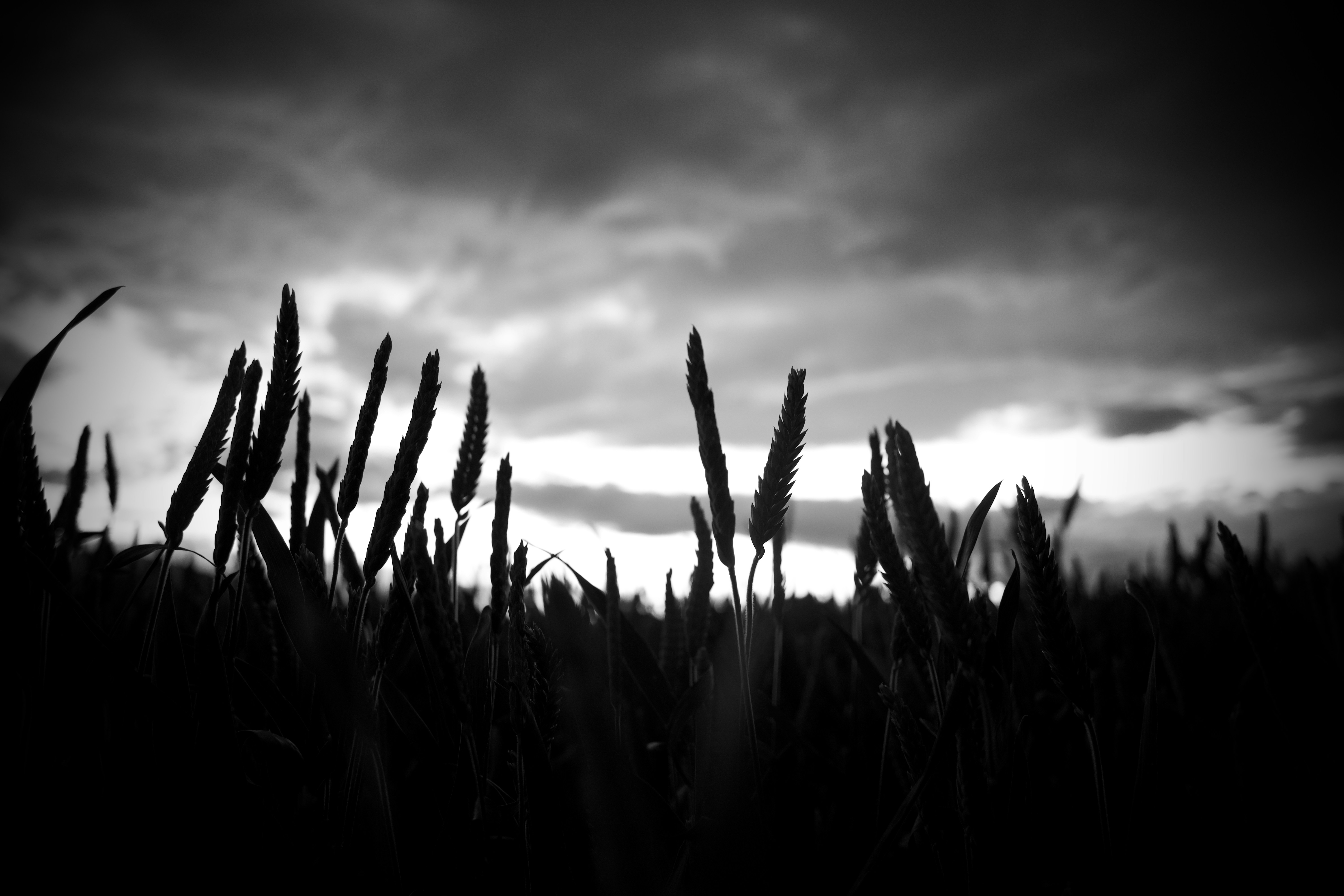 Silhouette Prairie at Dusk: Grass Stalks Against a Quiet Sky