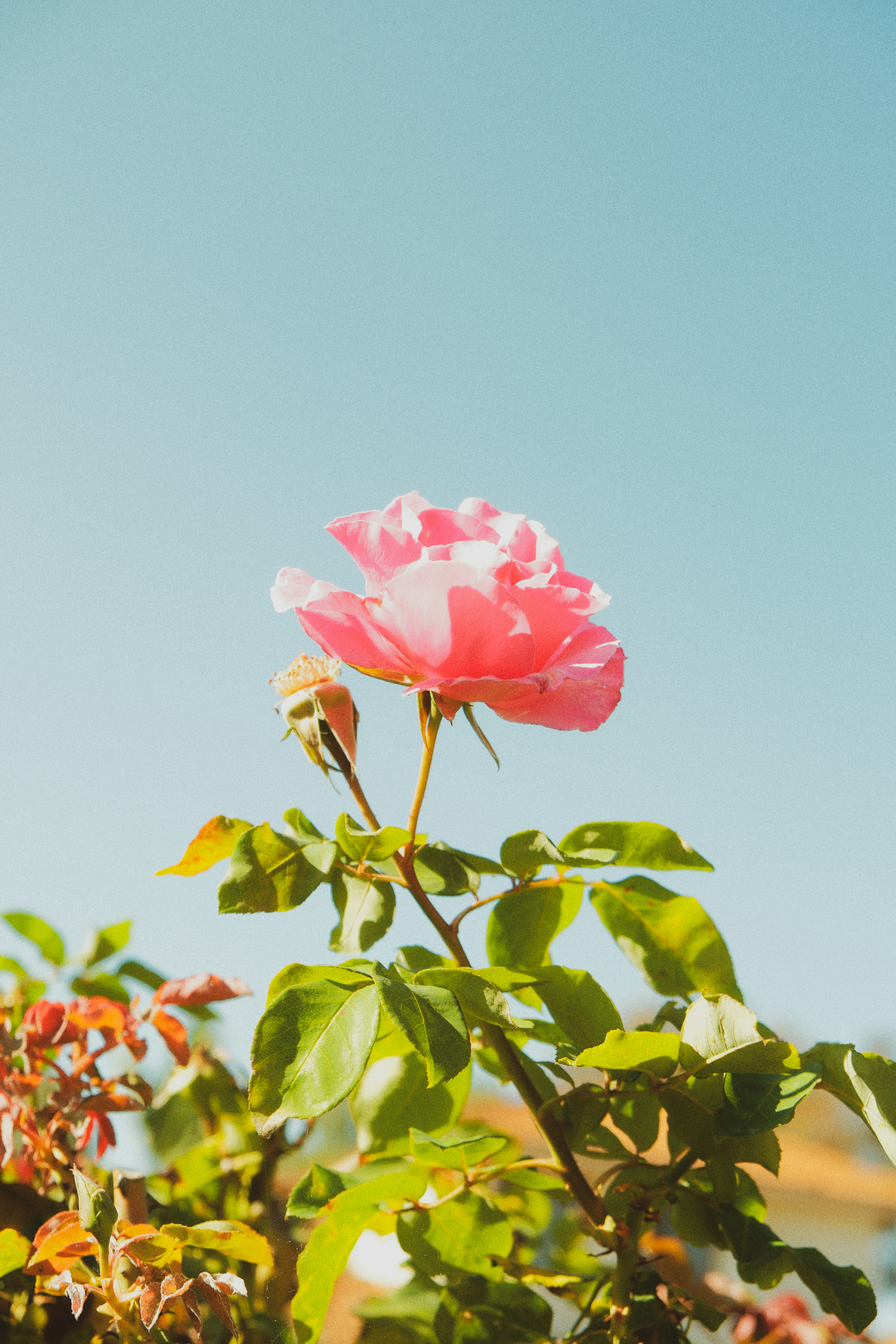 Pink Rose against a Clear Sky: Summer Spotlight