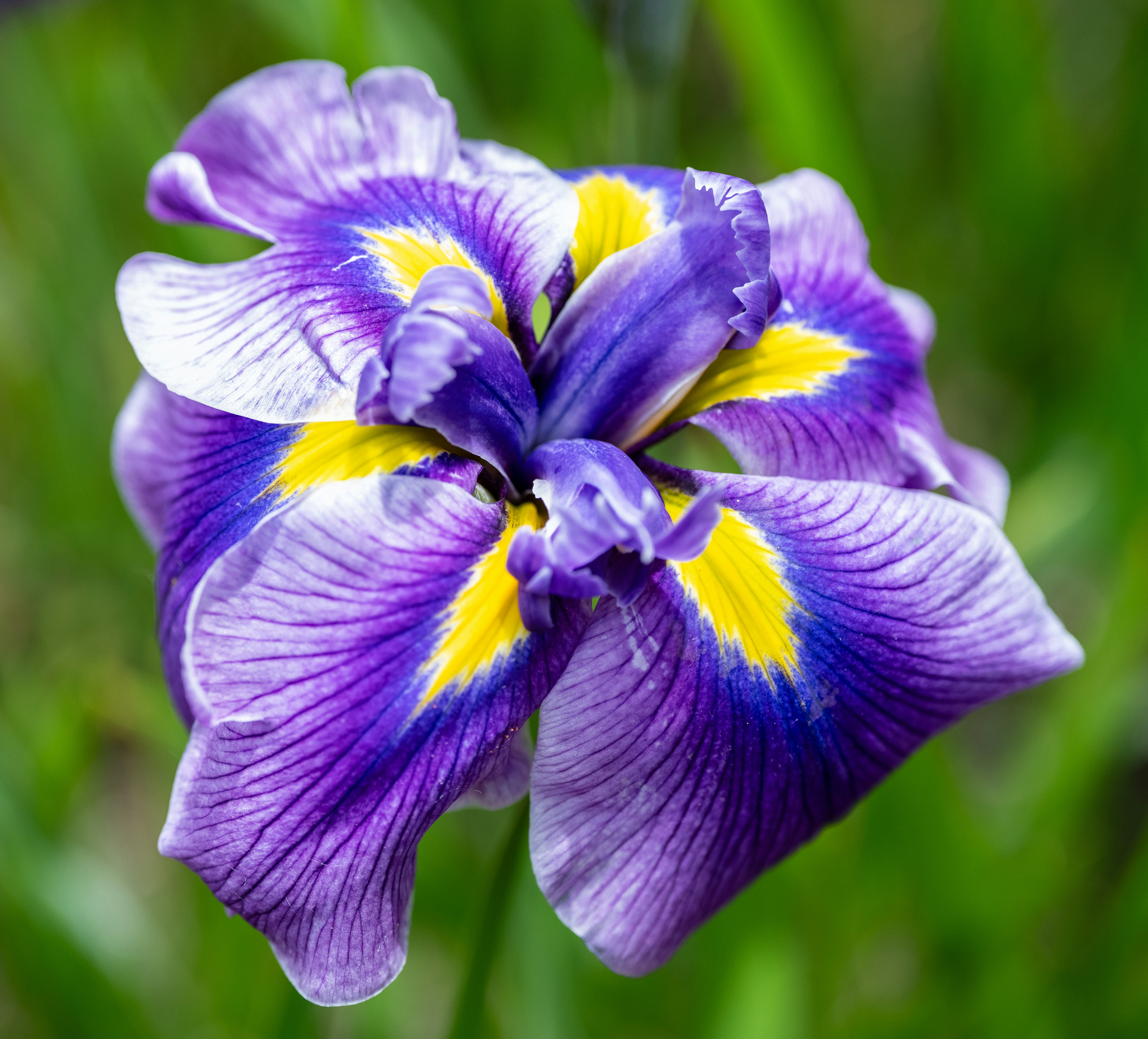 Aurora Iris: Purple Petals with Sunny Yellow Heart