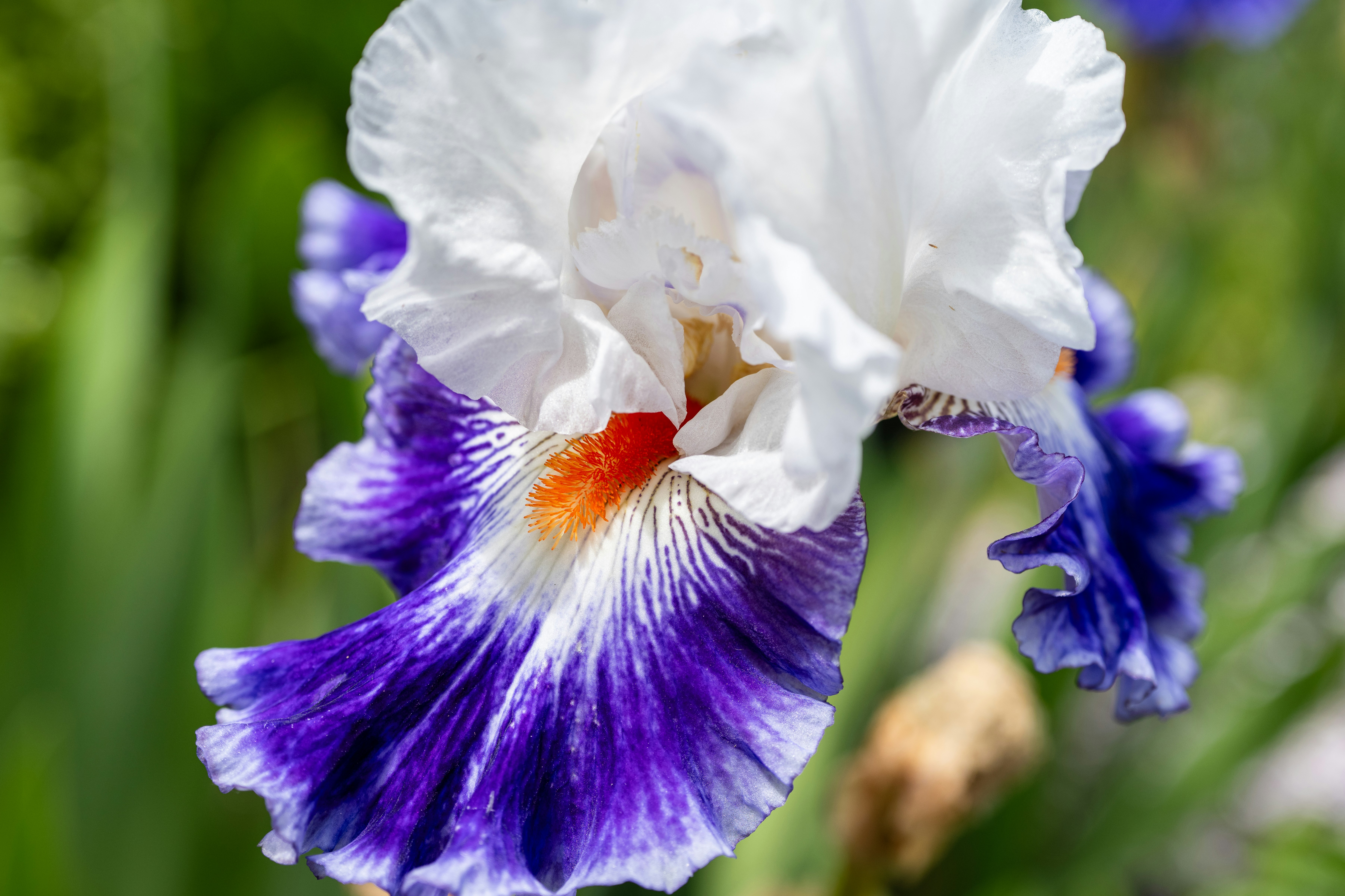 Close-up Iridescence: Iris-White Petals with Violet Edges