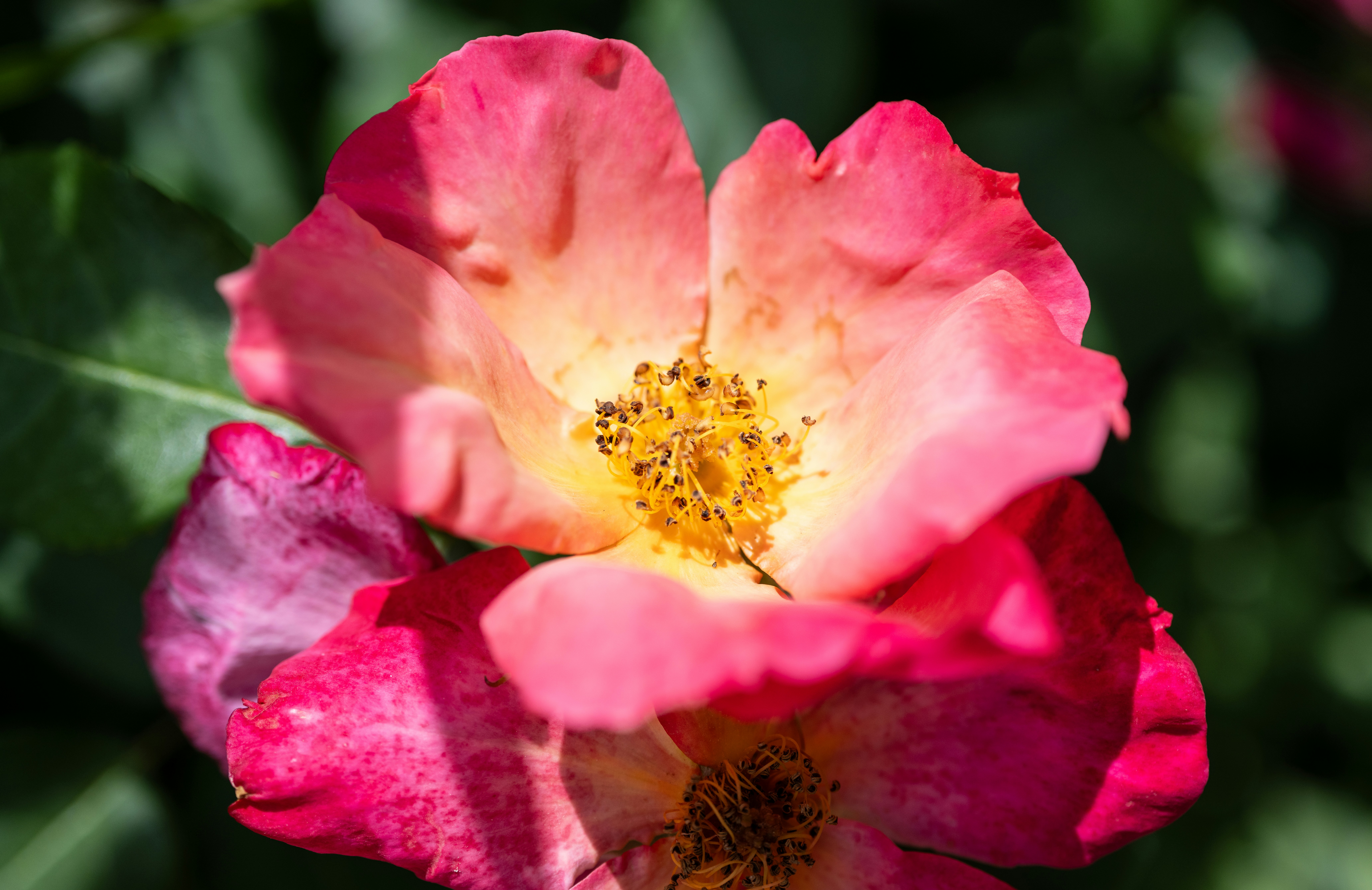 Petal Chronicle: A Pink-Orange Rose Bloom with Sunlit Core