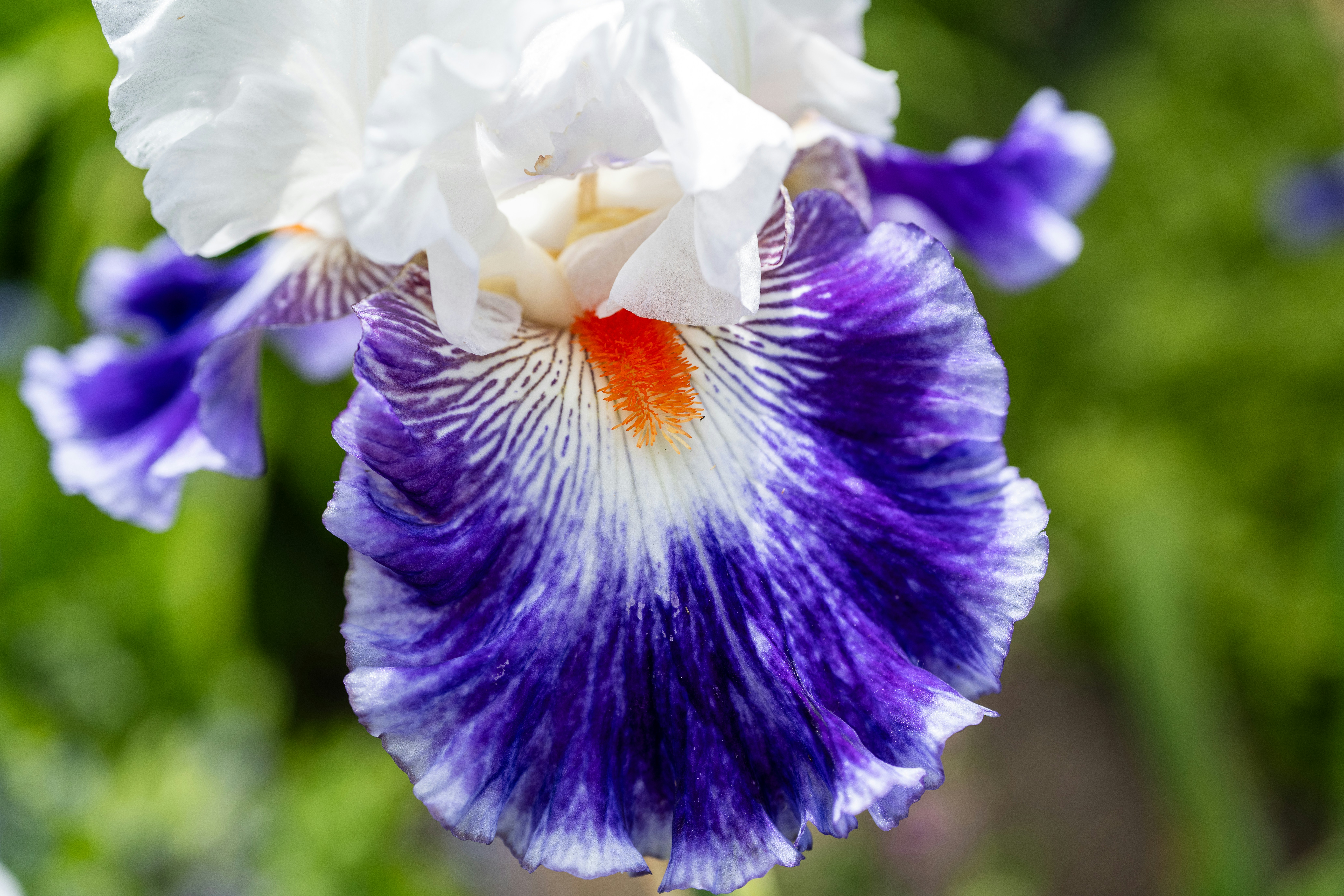 Violet Iris Petal Burst with White Crest