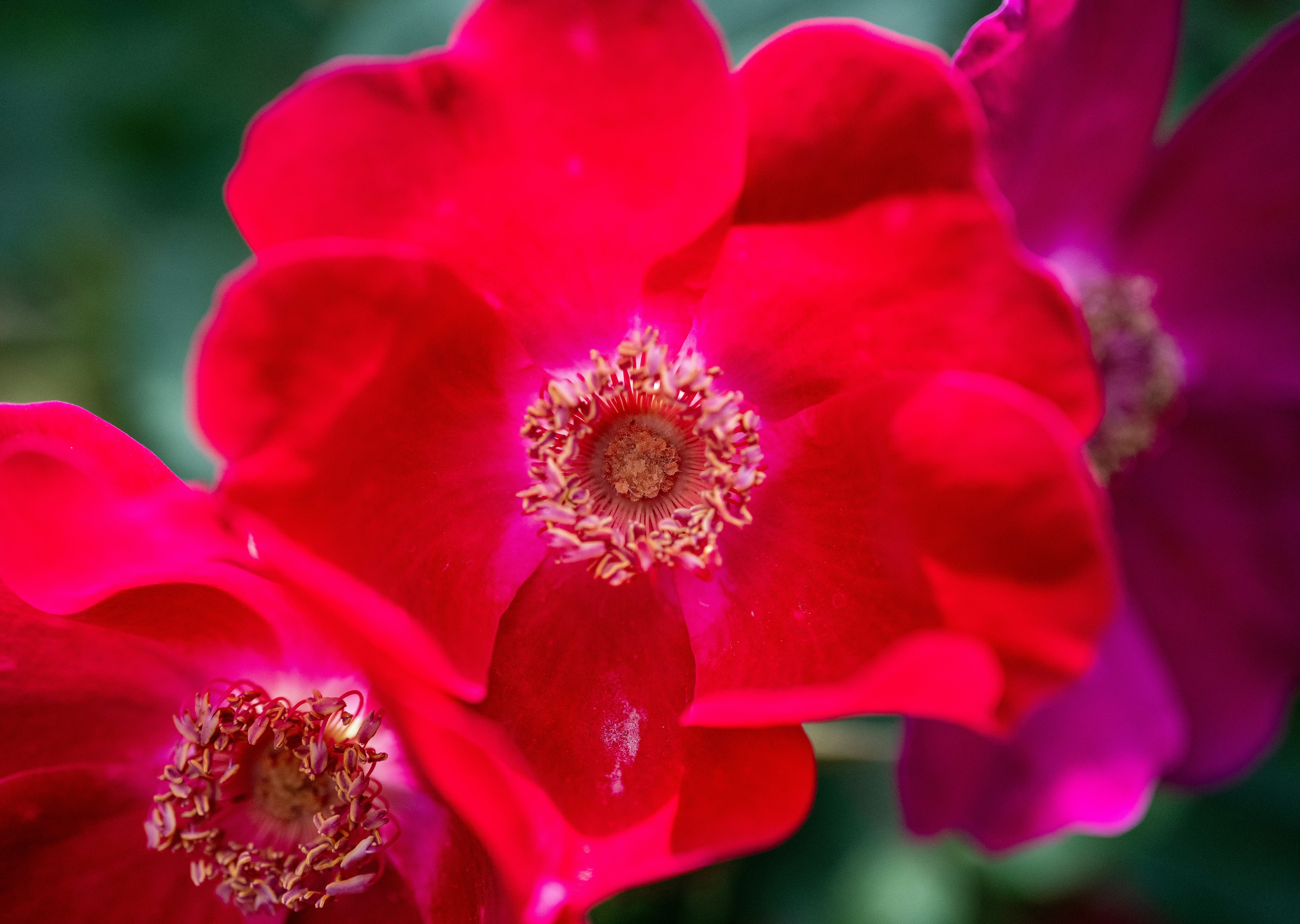 Crimson Bloom: Close-Up of Velvet Petals and Revealing Stamens