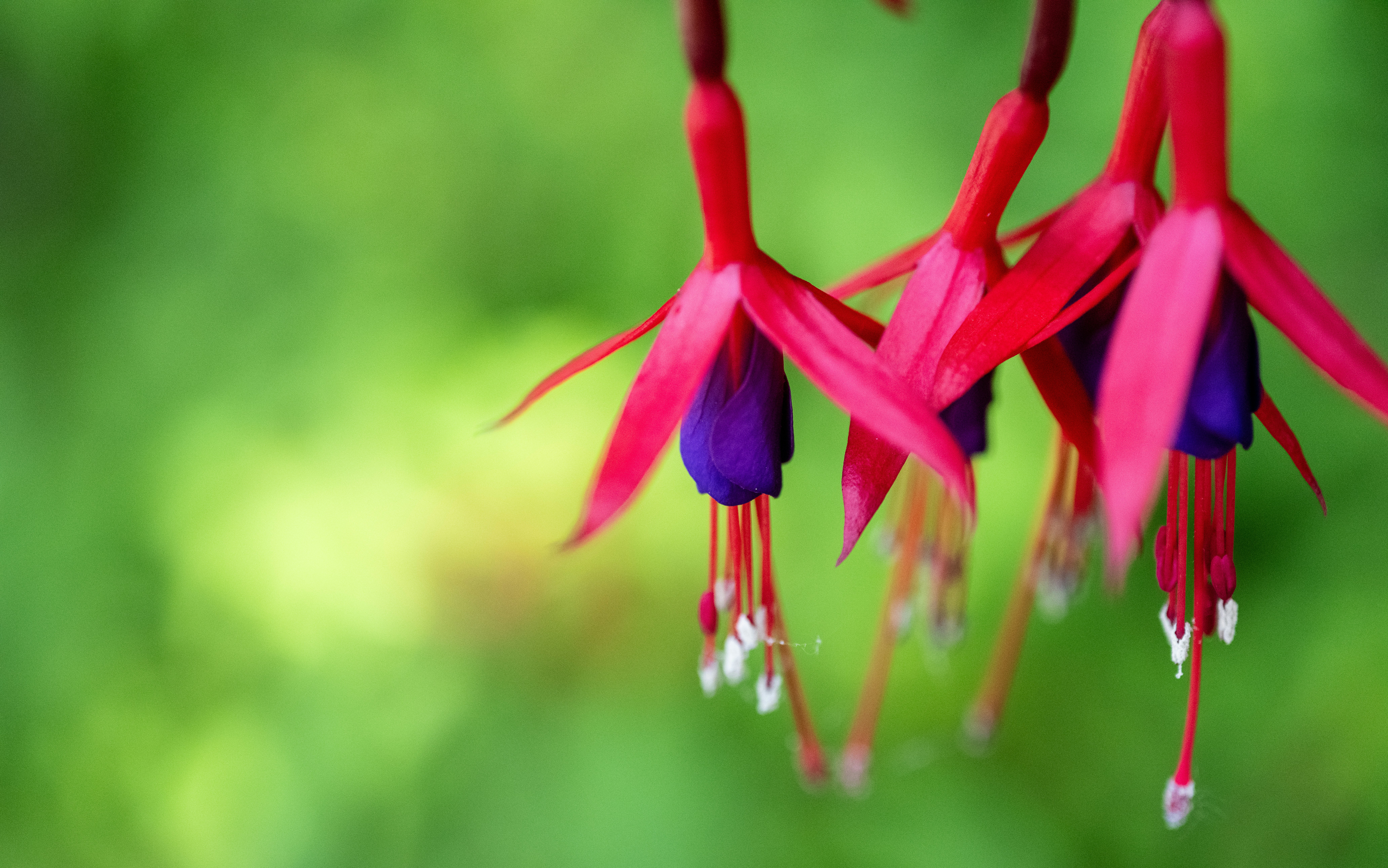 Vivid Fuchsia Bellflowers: Streaks of Color at the Edge of Blur