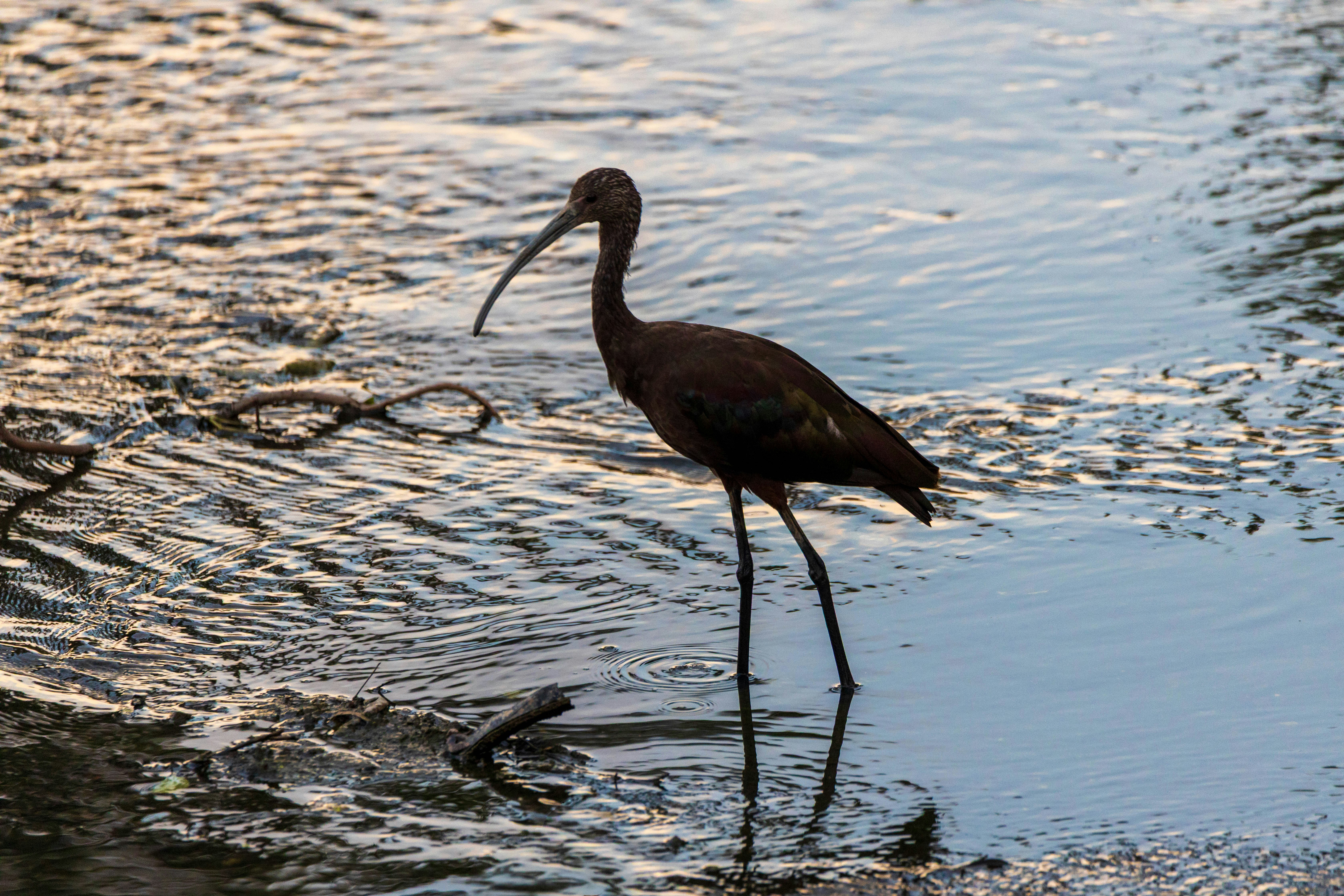 Hushed Step: A Long-Billed Heron in Silhouetted Shoreline Light