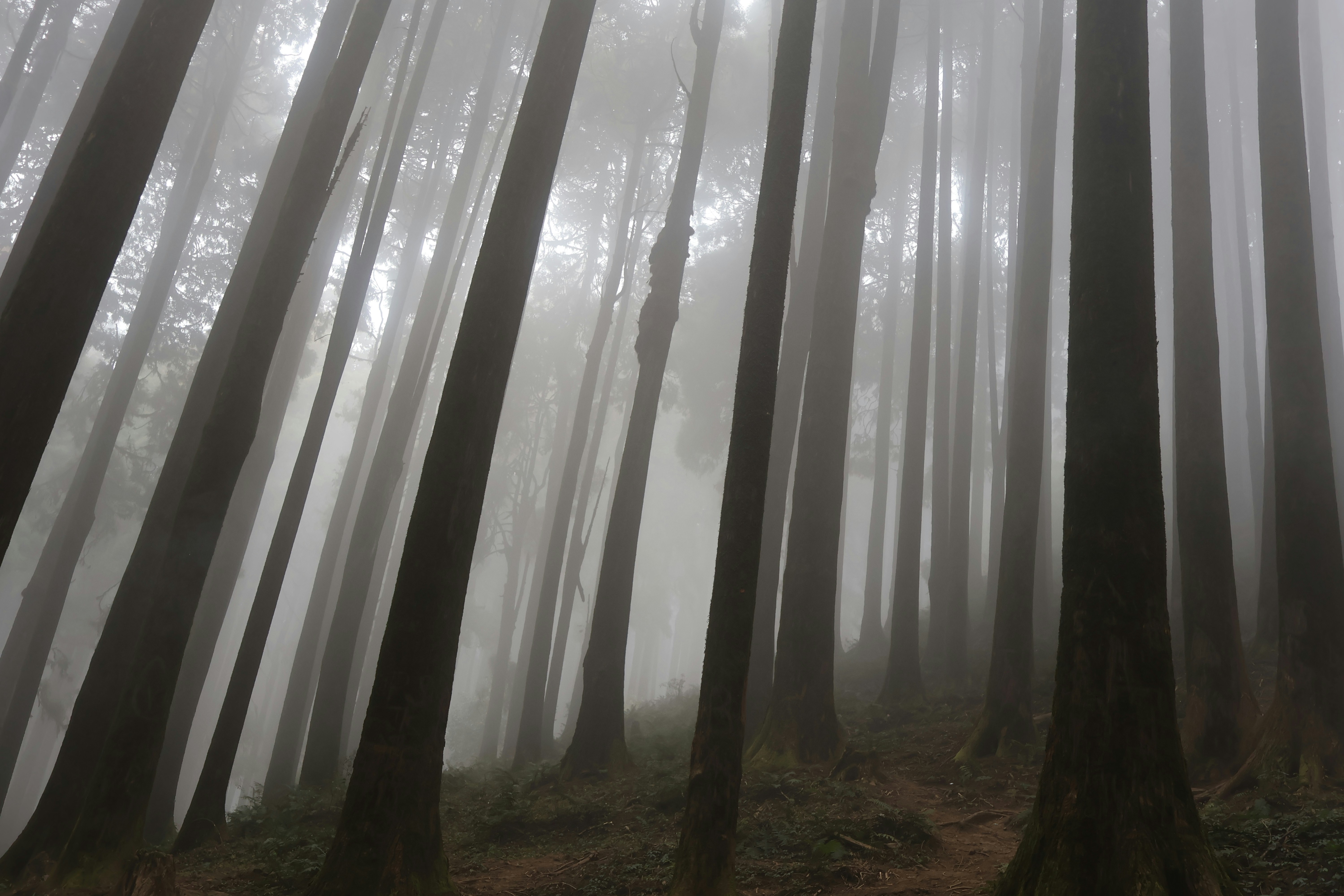 Whispers of the Mist: Rows in the Lantern Forest
