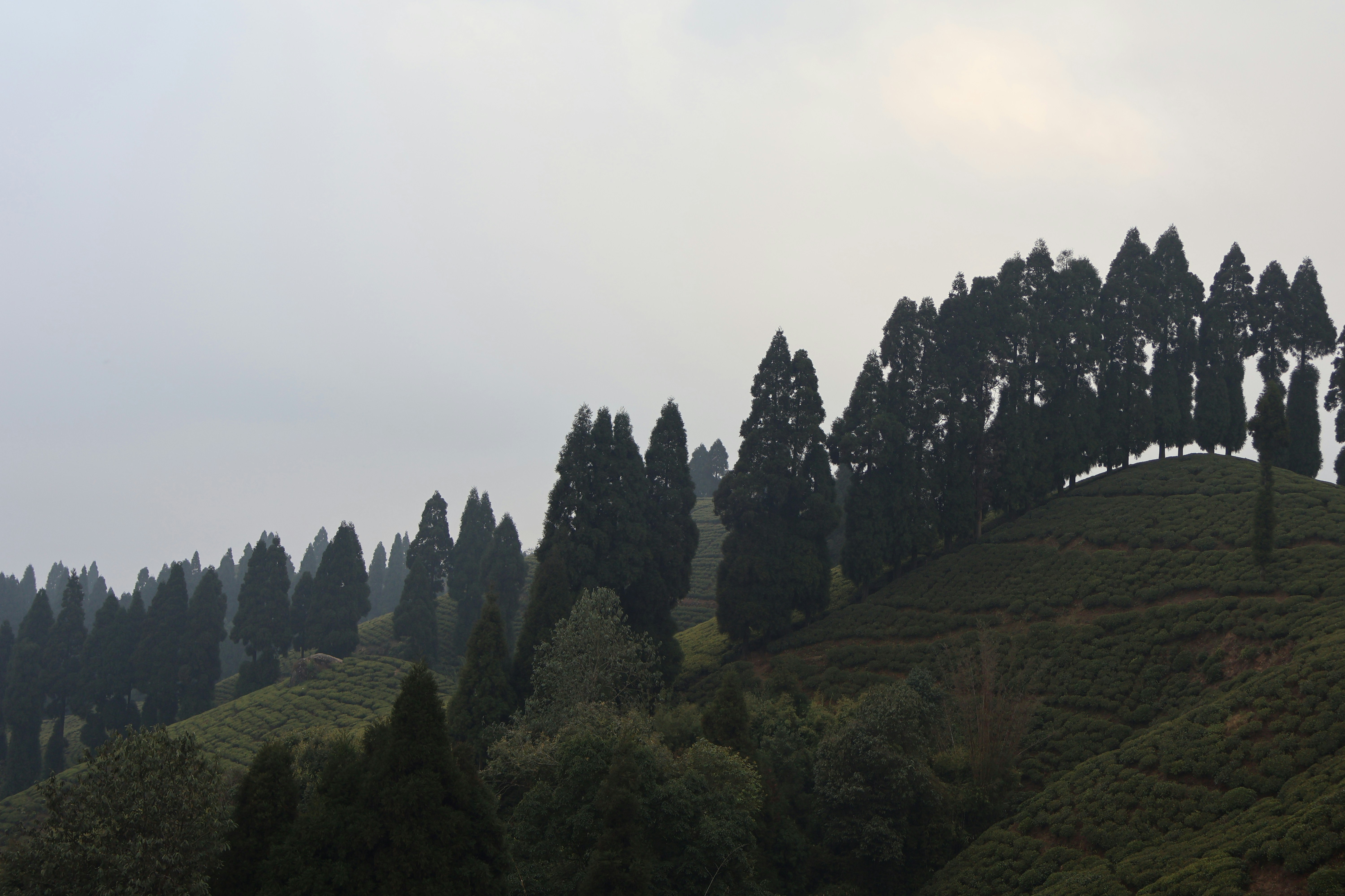 Row of Dark Pines on a Rolling Tea Terrace under Soft Morning Light