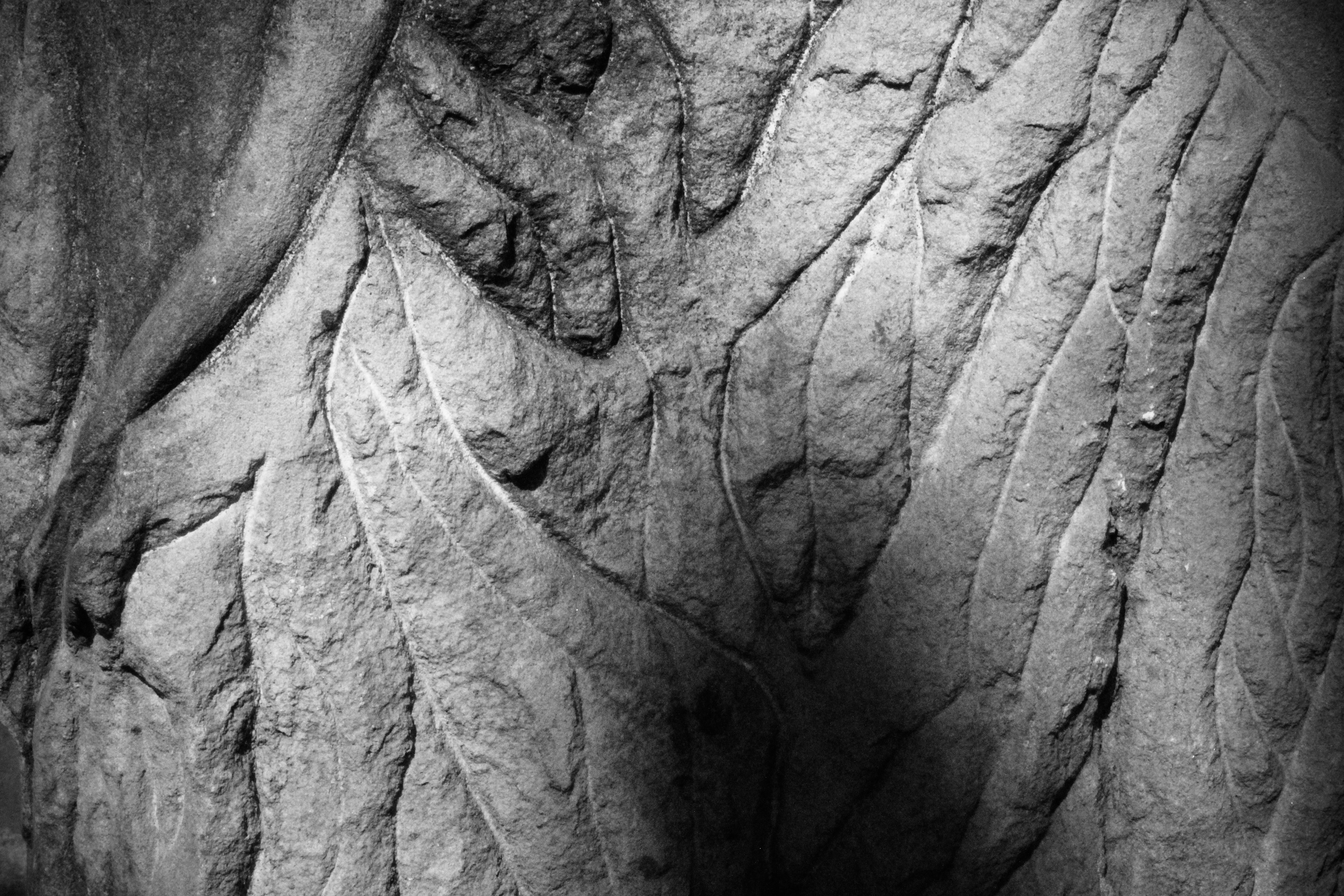 Silvery Veins: A Close-Up of Leaf Textures in Mono