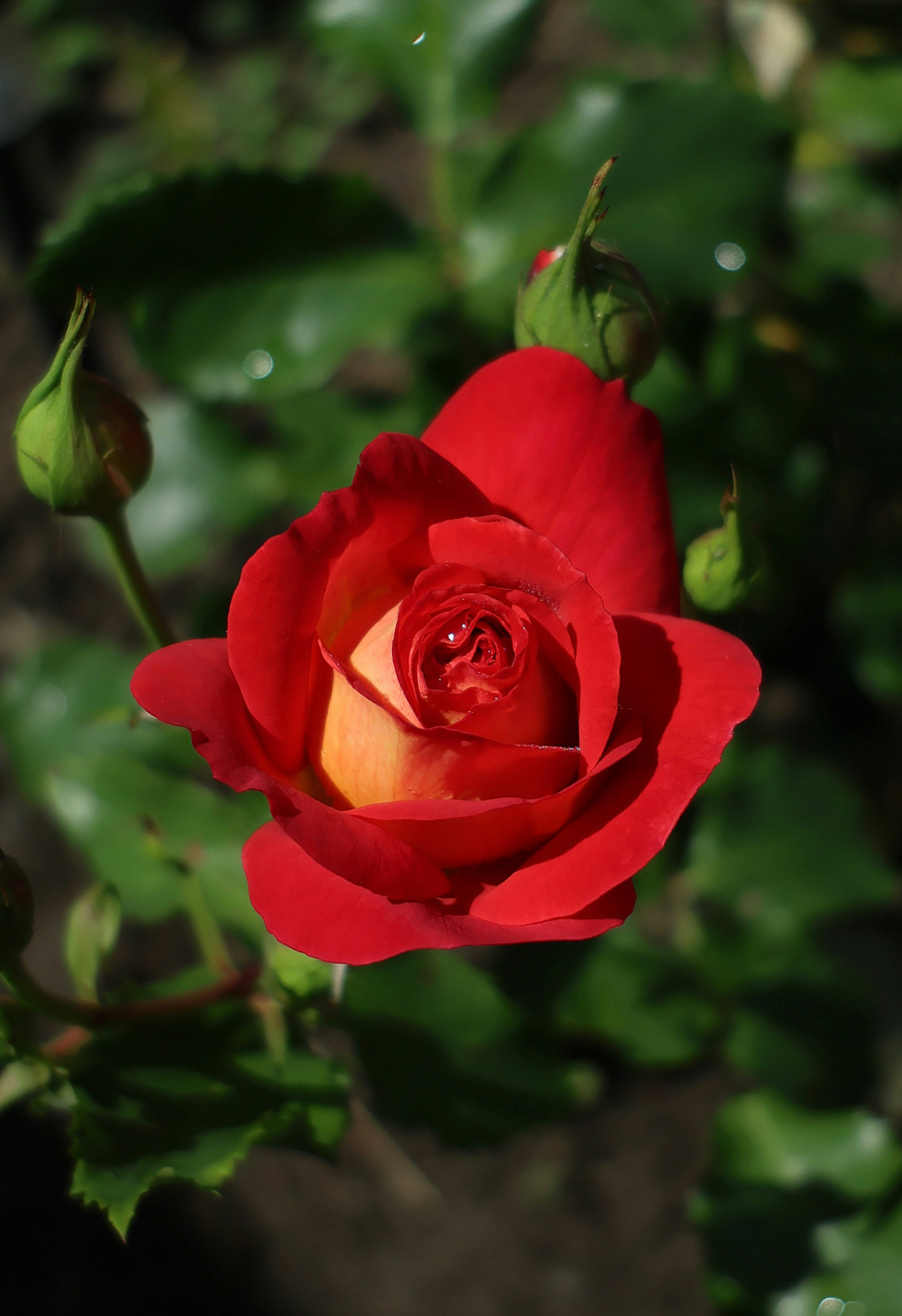 Crimson Blossom in Soft Focus Garden