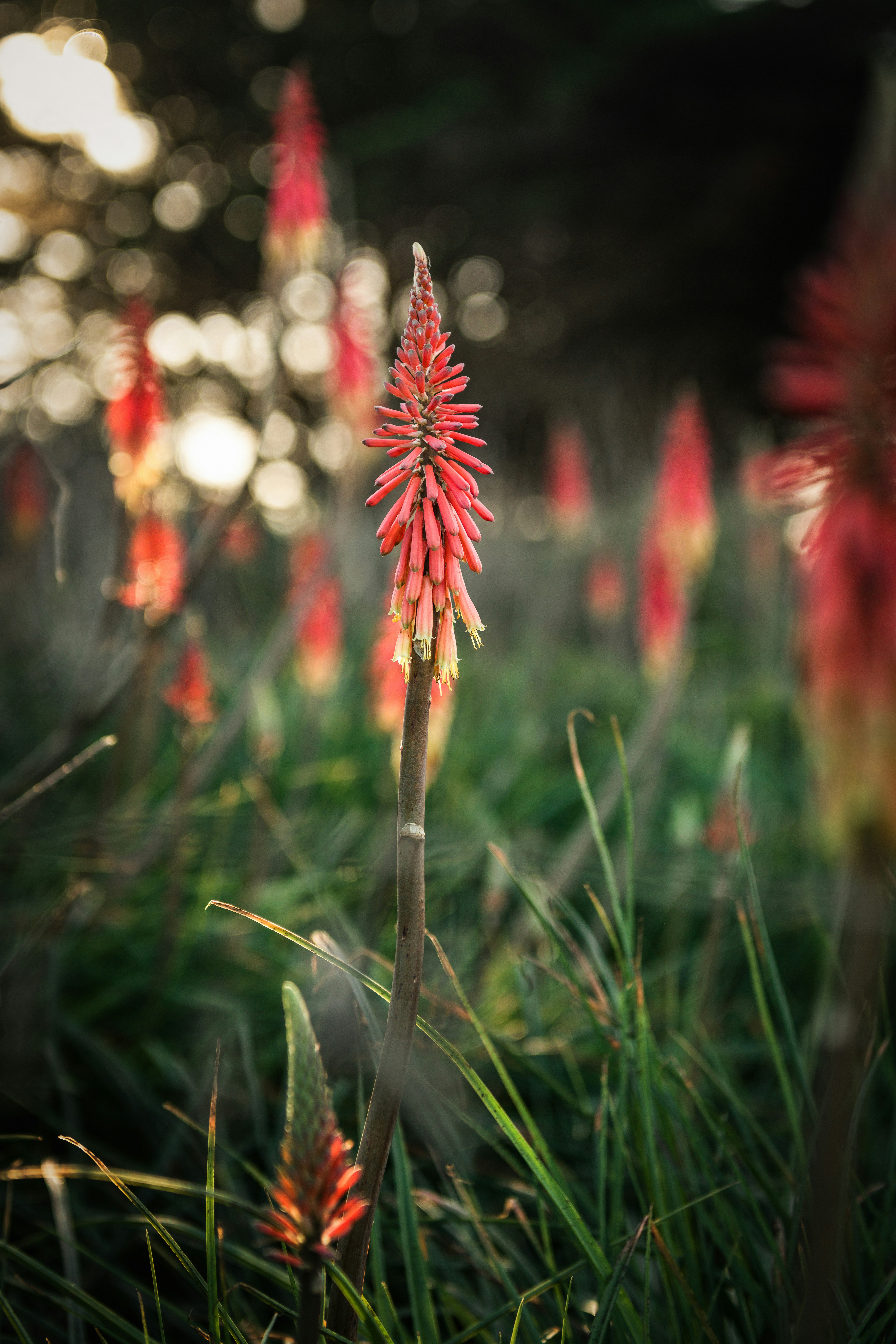 Crimson Torch in a Quiet Meadow