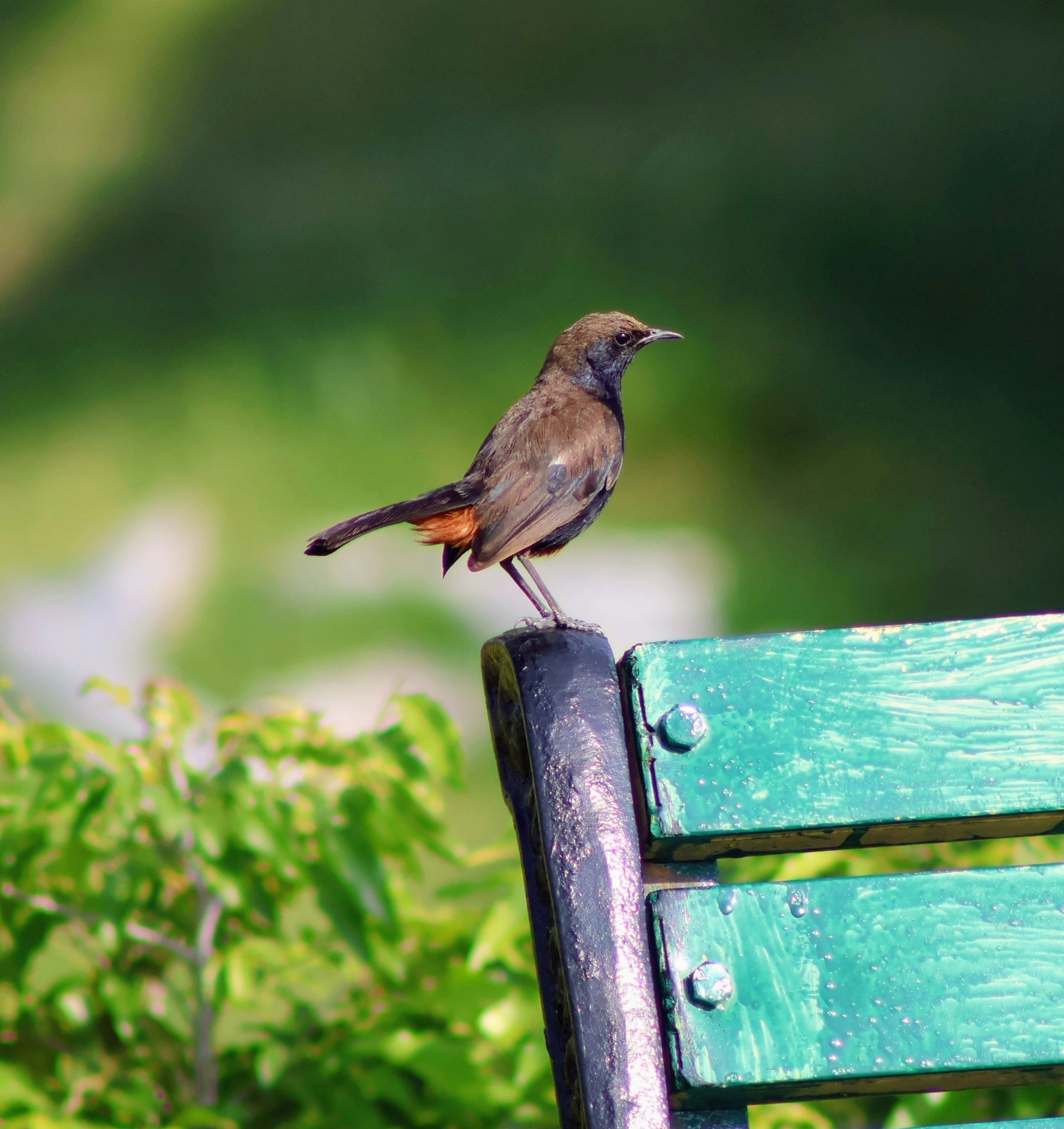 Indian Robin bird