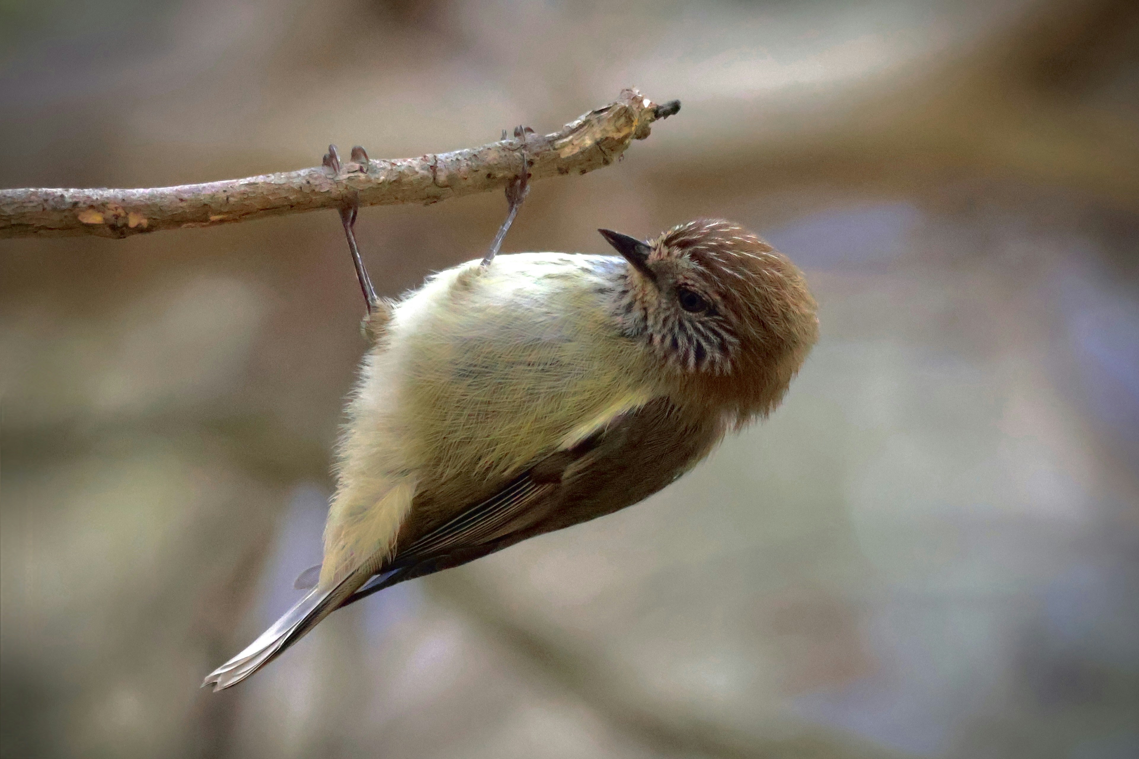 Tiny Percher: A Seed-Eater Clings to a Branch