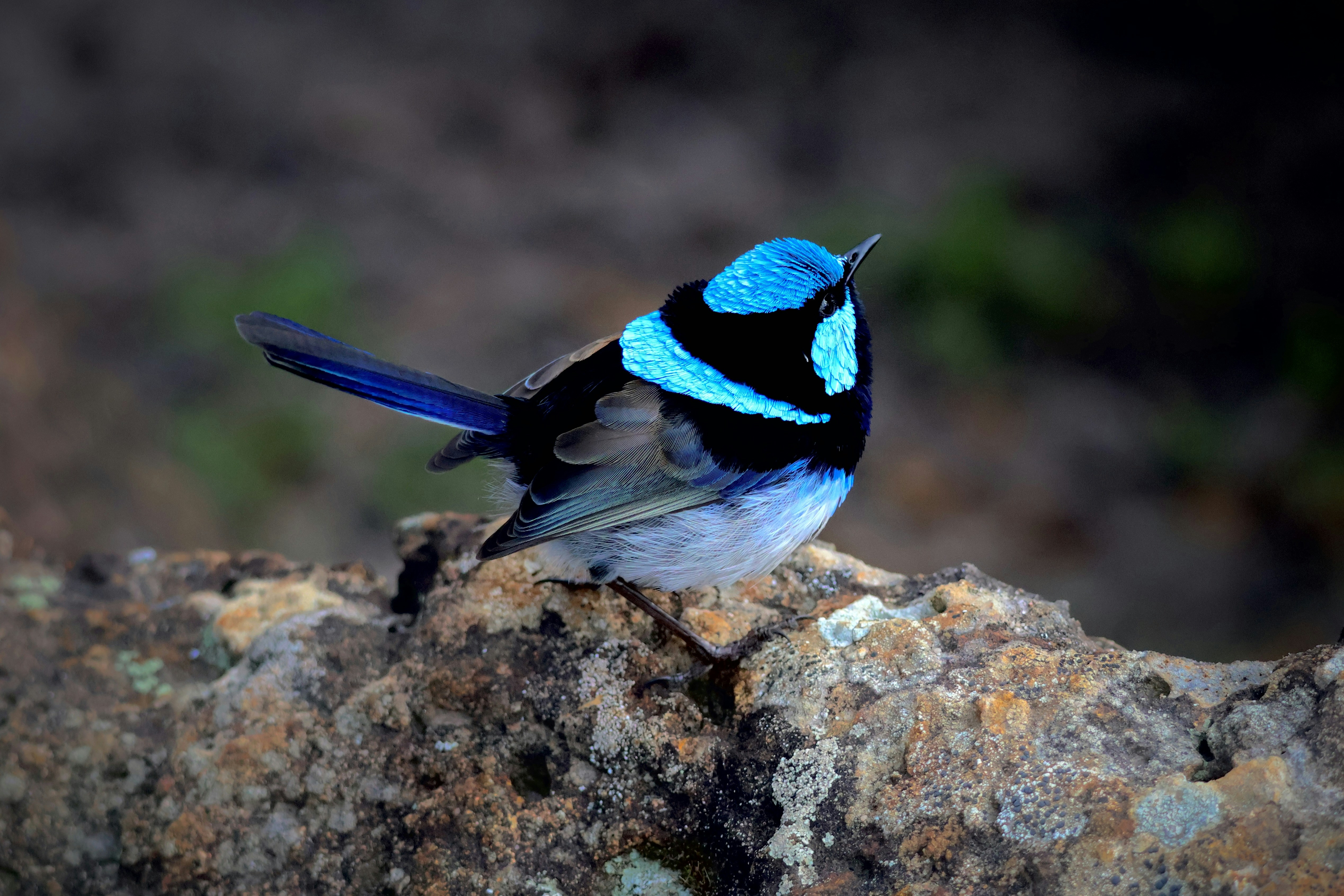 Electric Blue Crown on a Weathered Stone