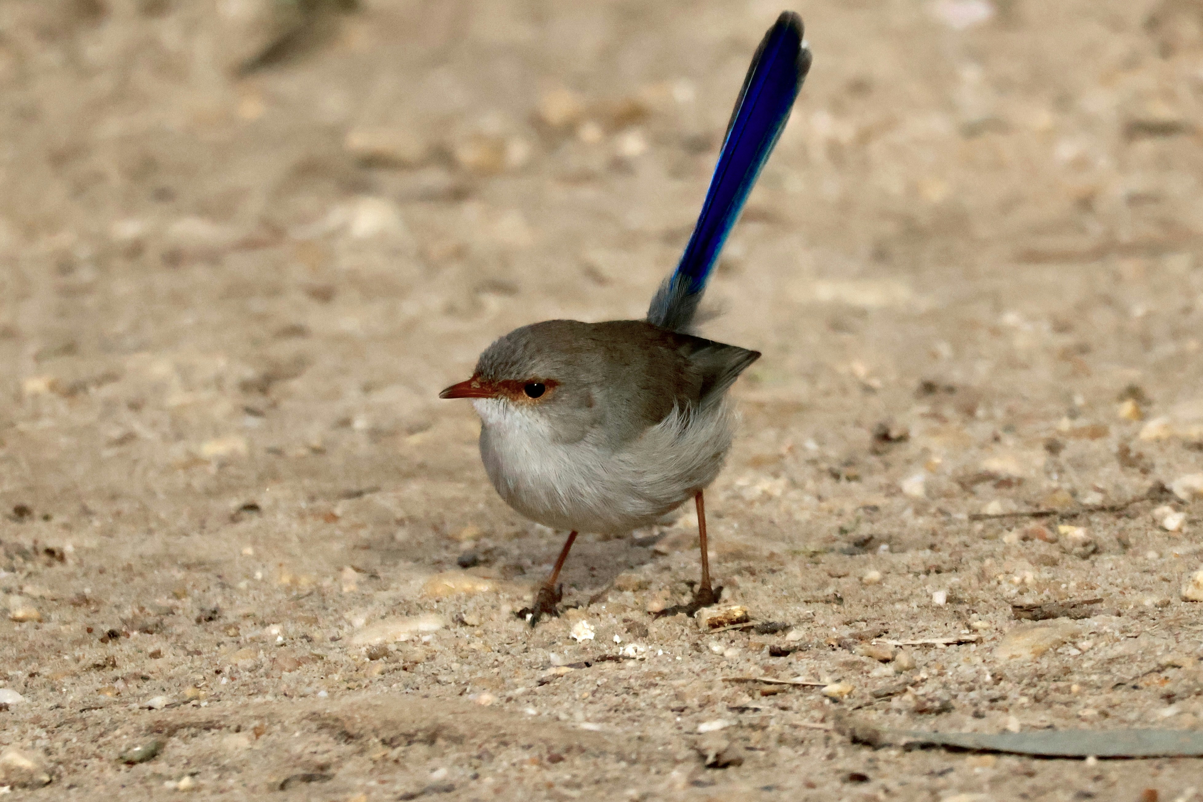 Azure Accent: A Small Bird on a Dusty Path
