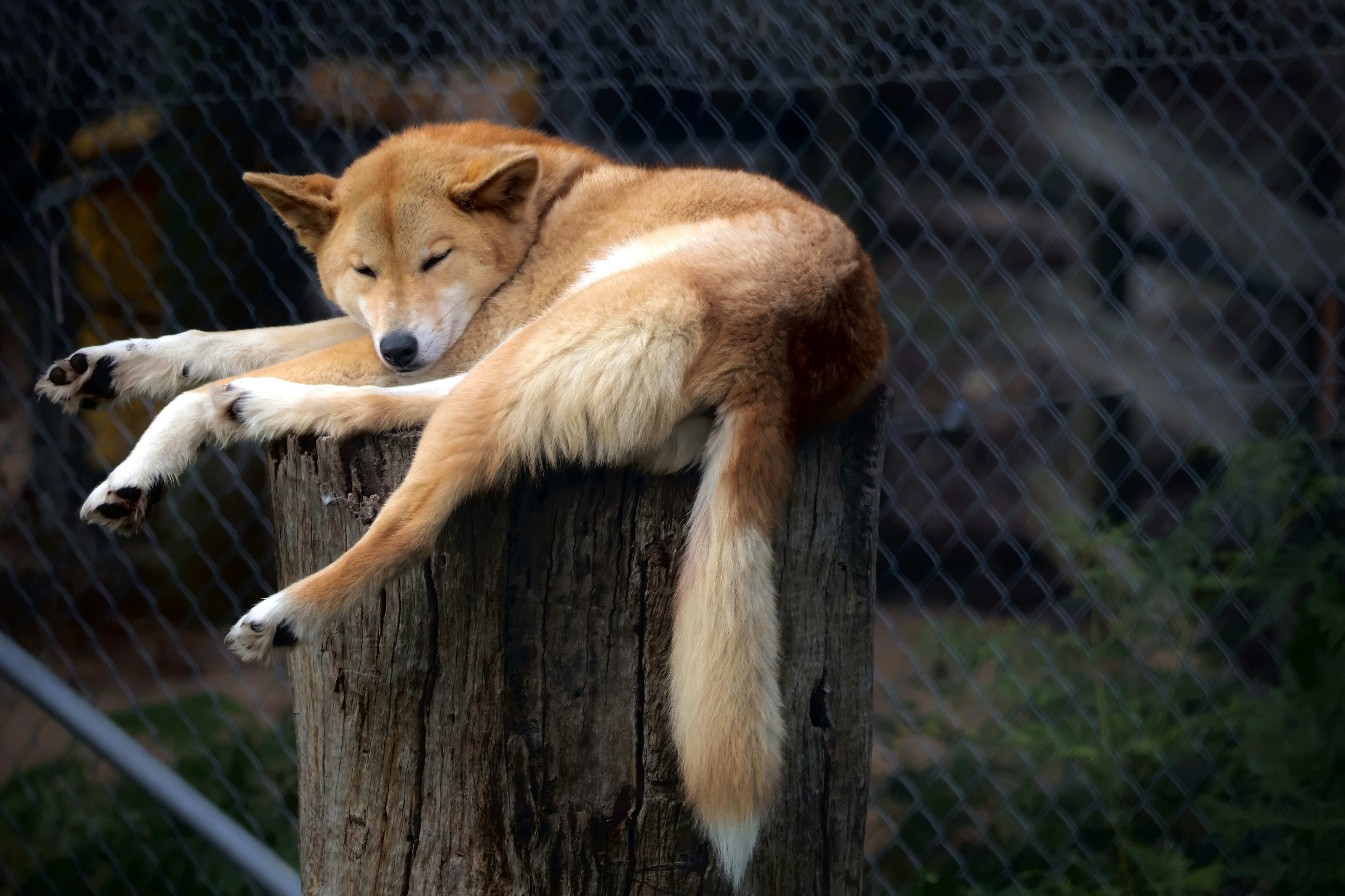 Dozing on a Weathered Post: A Shiba-Inspired Rest