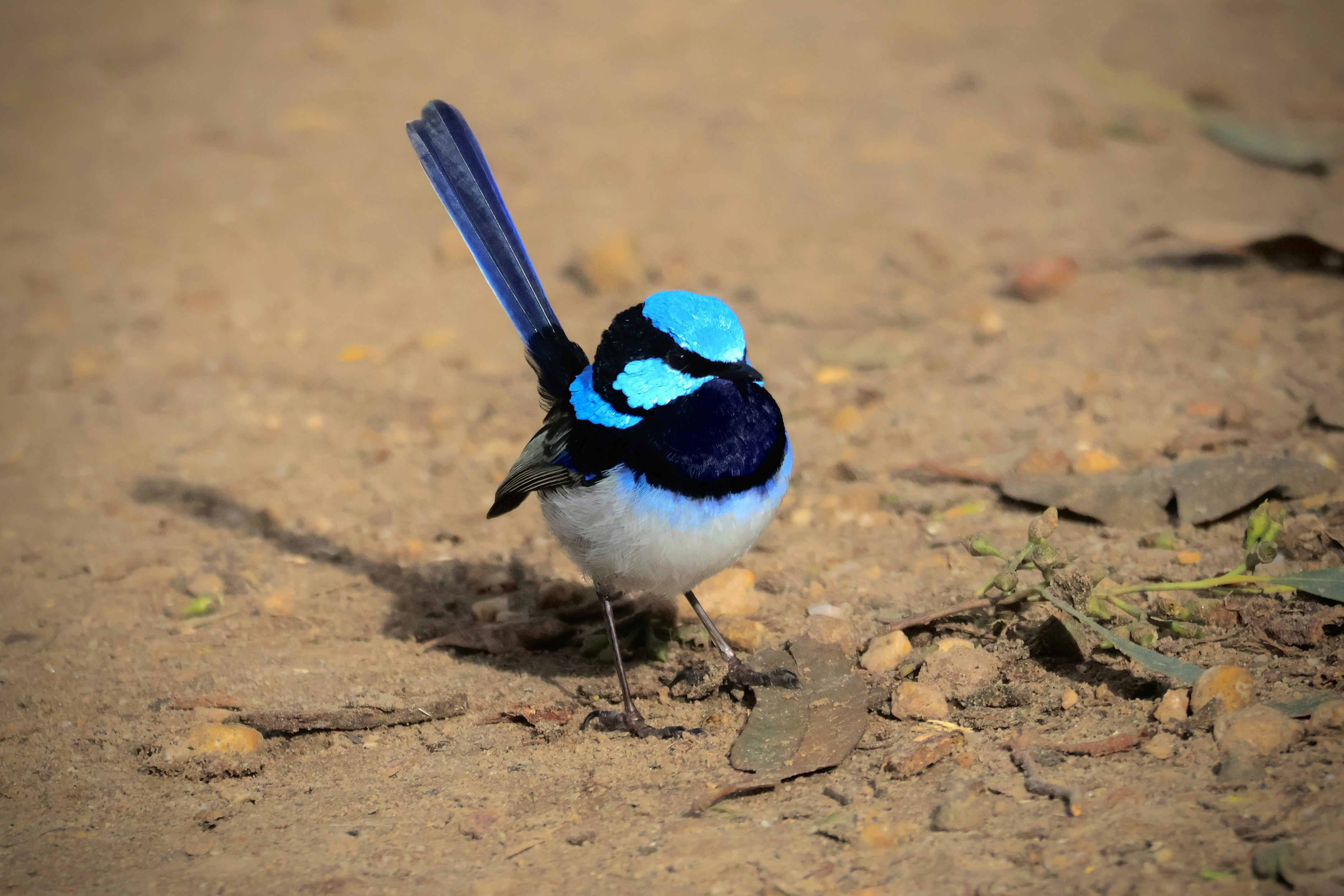 Azure Crown on Sand: Vibrant Bird in a Dusty Path
