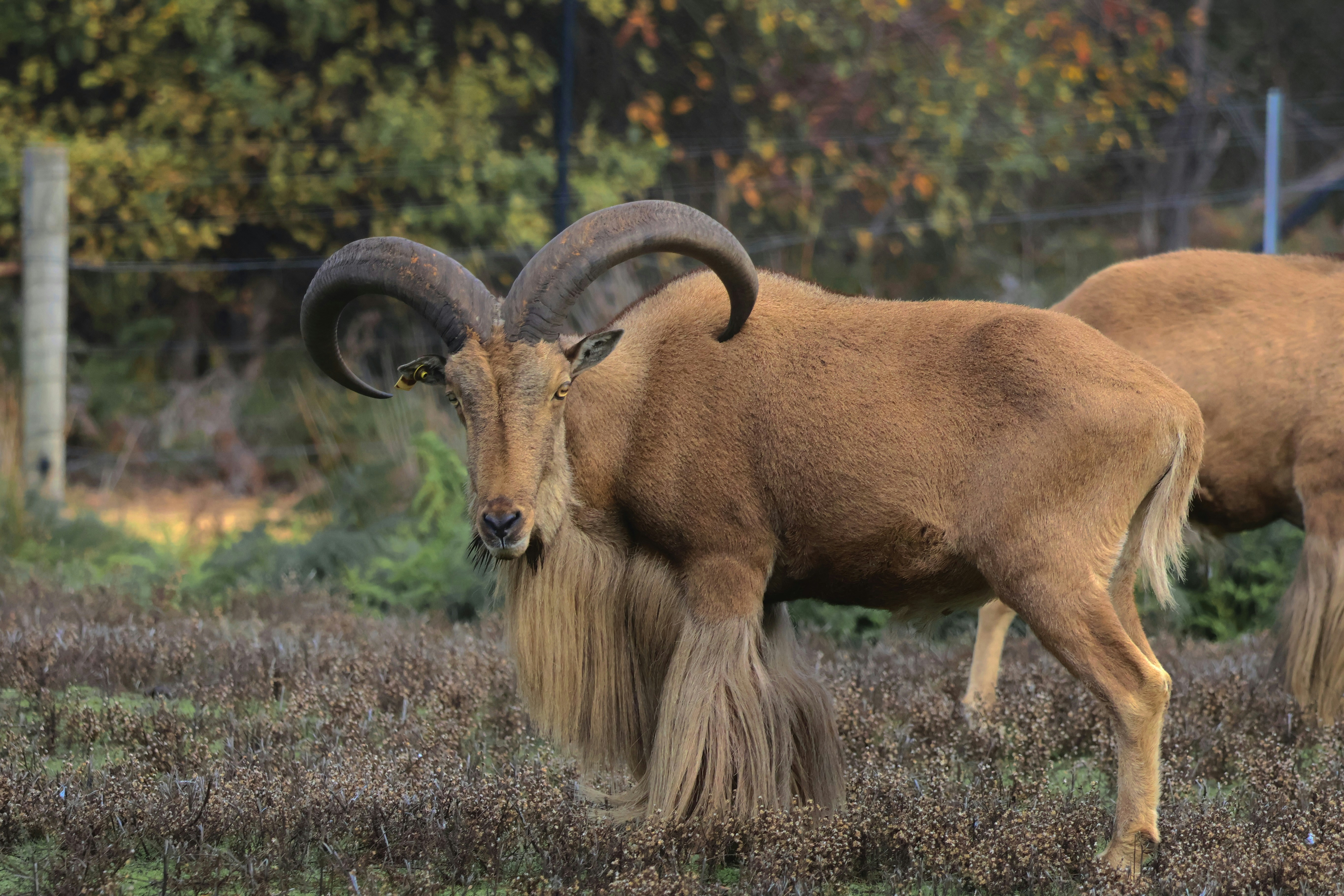 Curved Horns, Quiet Gaze: A Desert Ram in Autumn