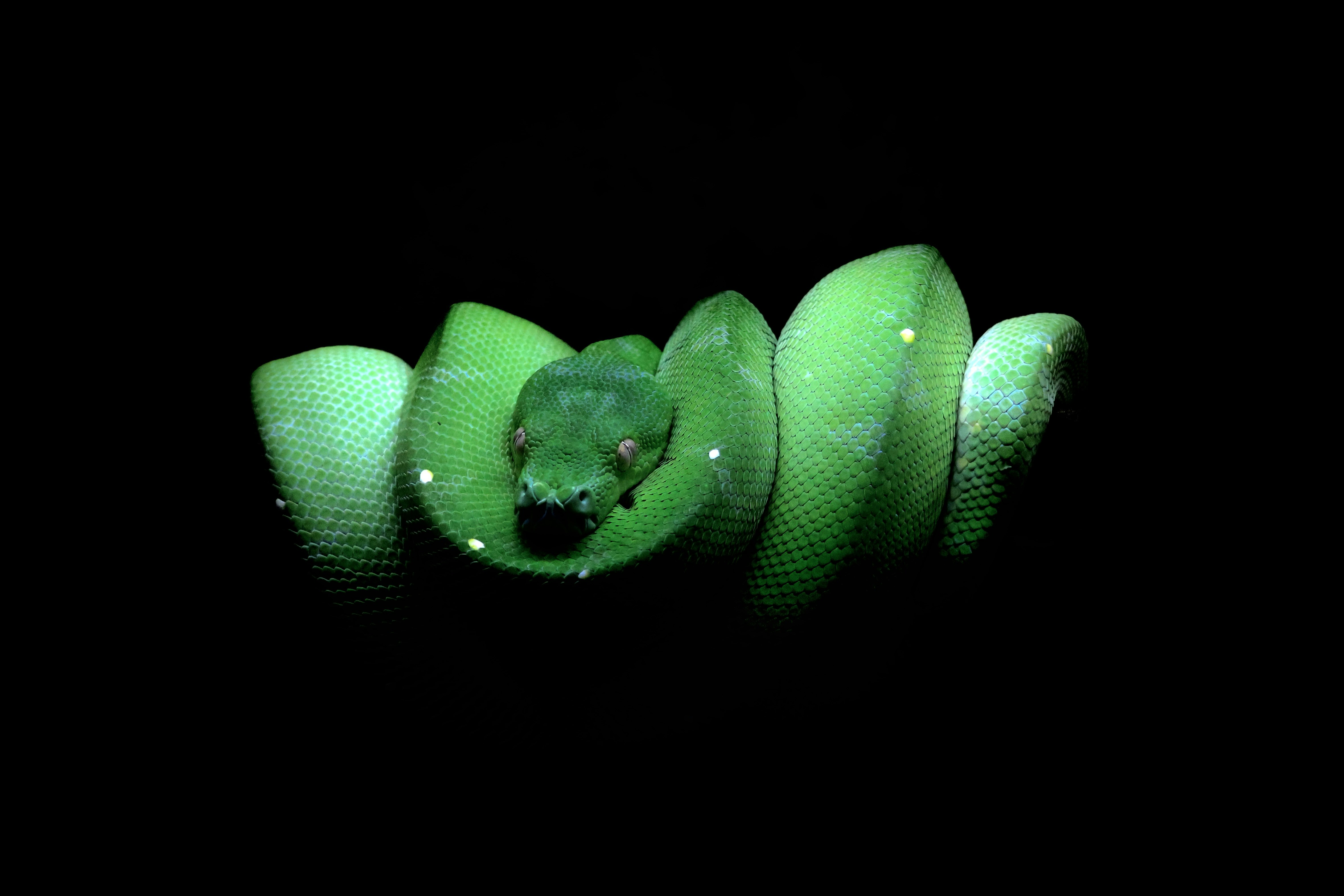 A green tree python coiled up against a dark background.