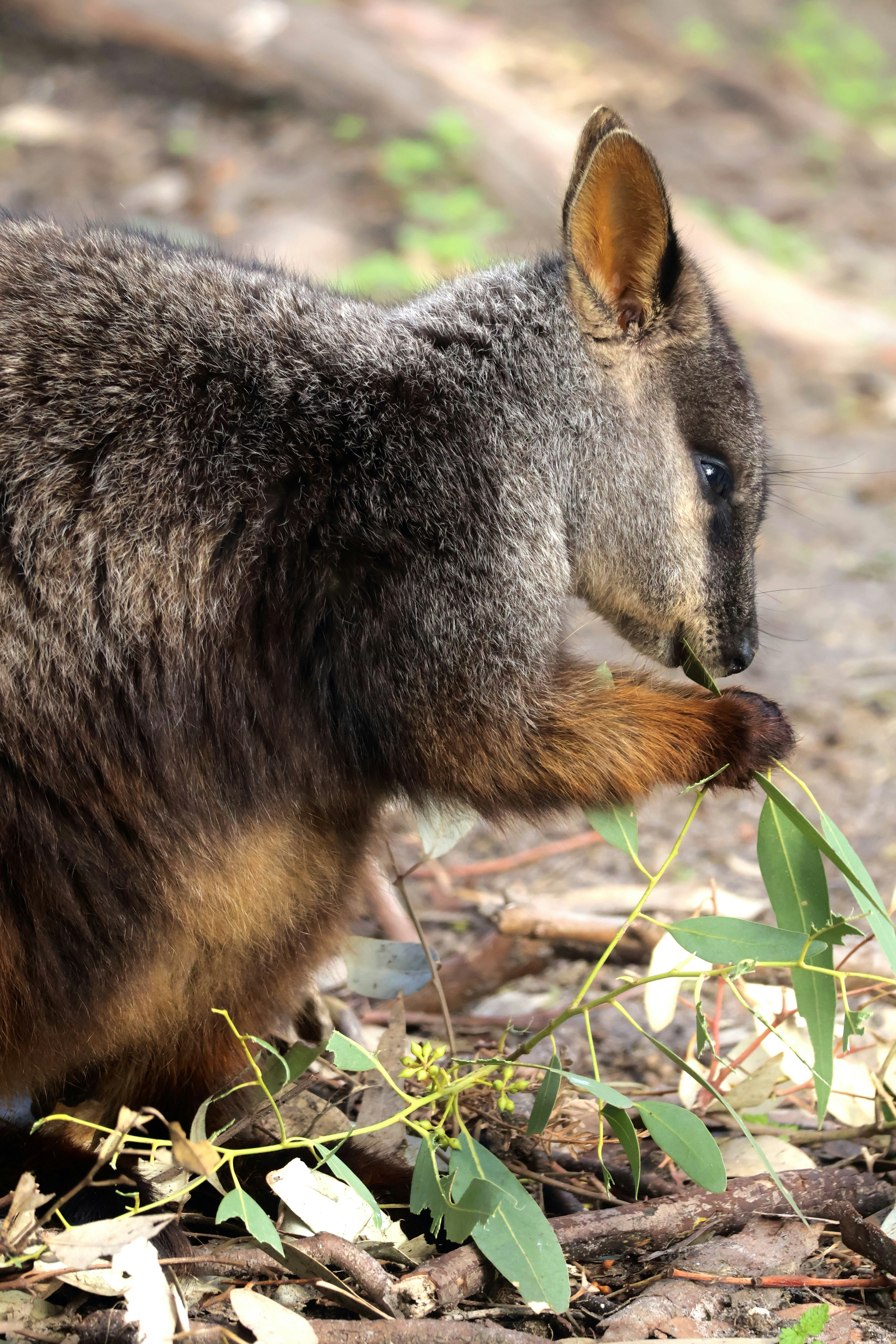 Grazing Moment: A Quokka Snippet Nibbles by the Forest Floor