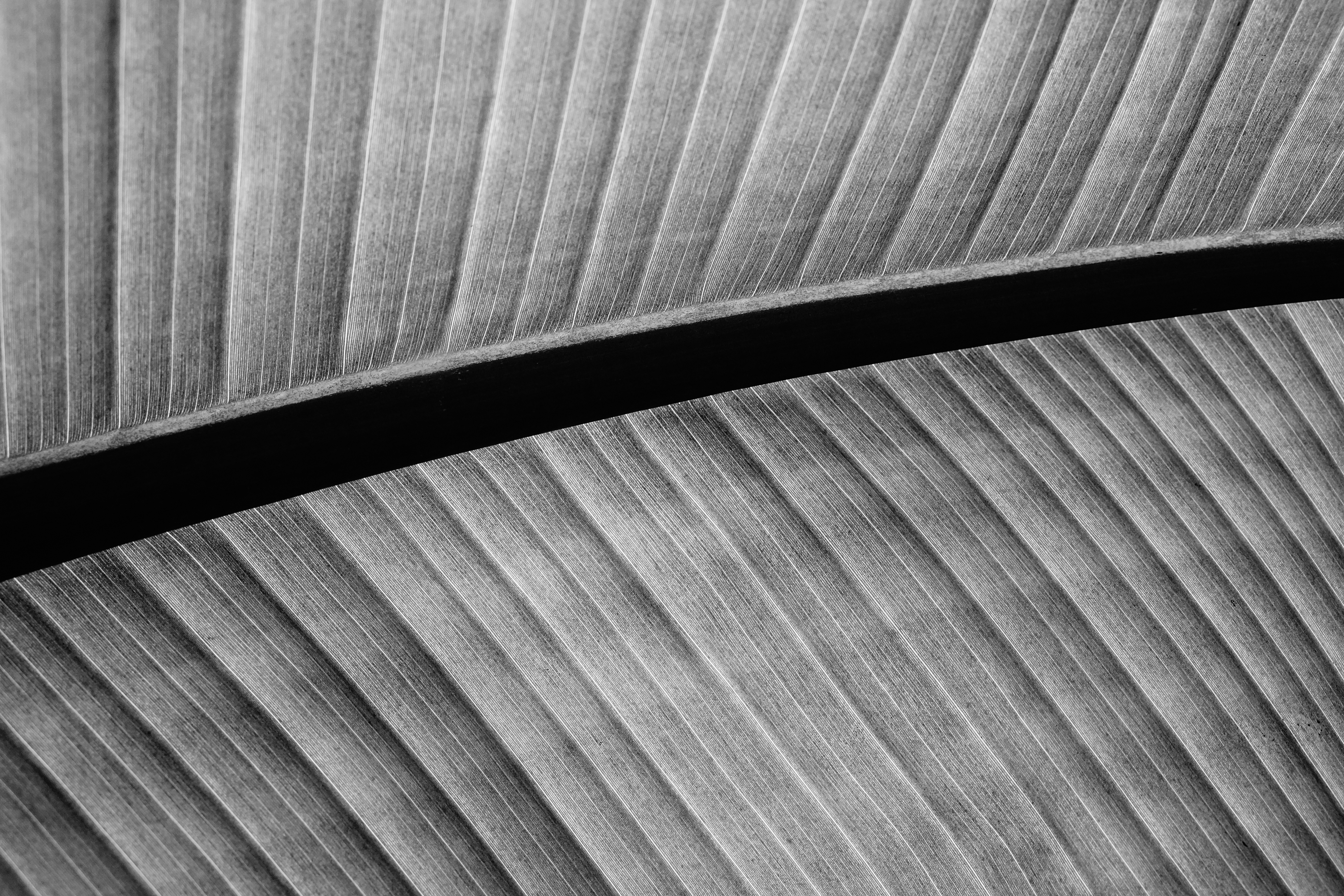 Monocalm - A mindful photography moment at Sheffield Botanical Gardens in the UK.