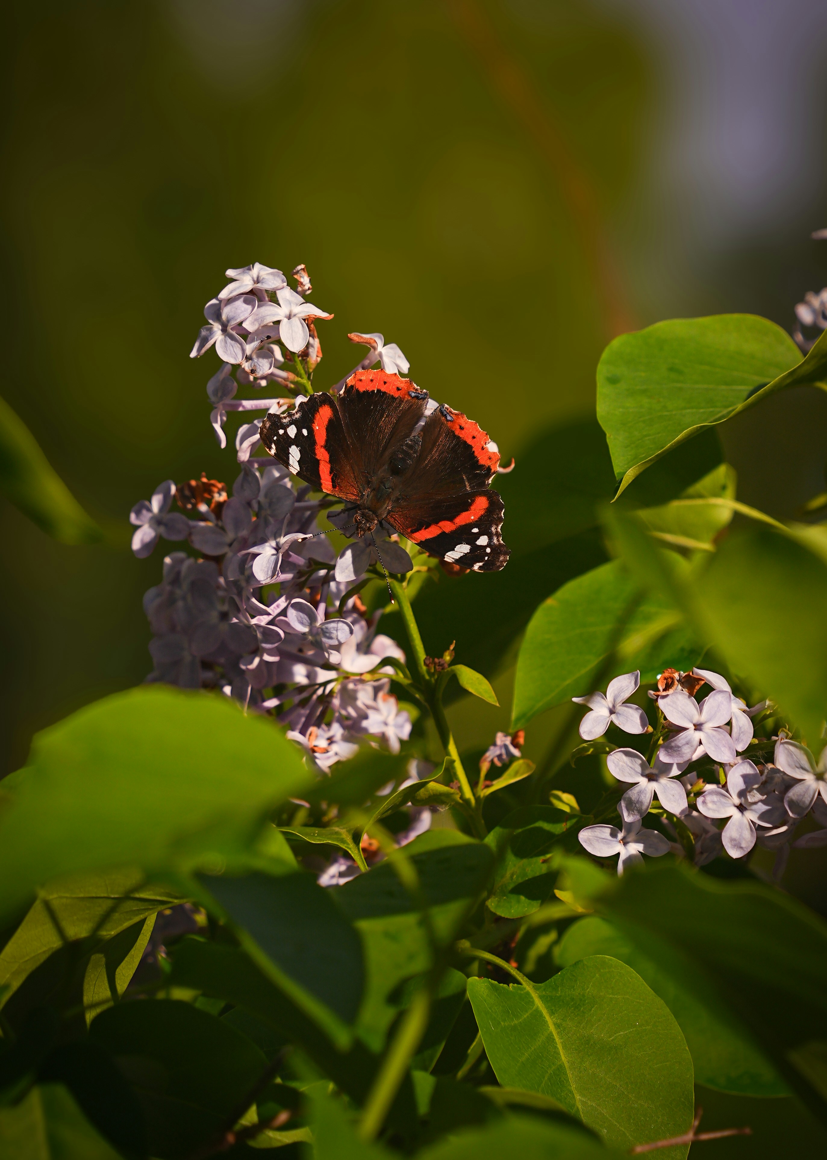 Red Admiral on lilac: a splash of color in soft backyard light