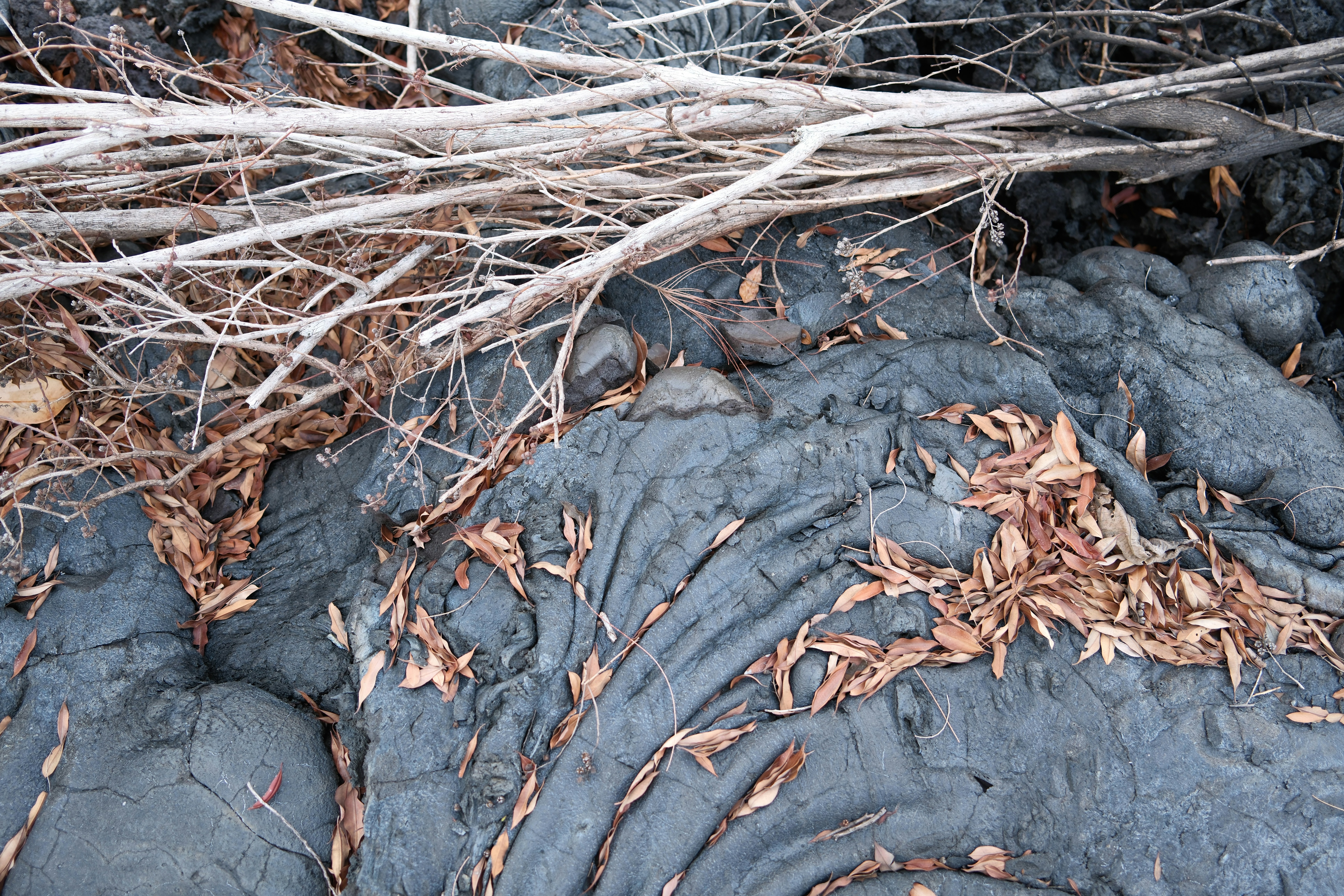 Branching over Weathered Rock: A Quiet Scatter of Leaves