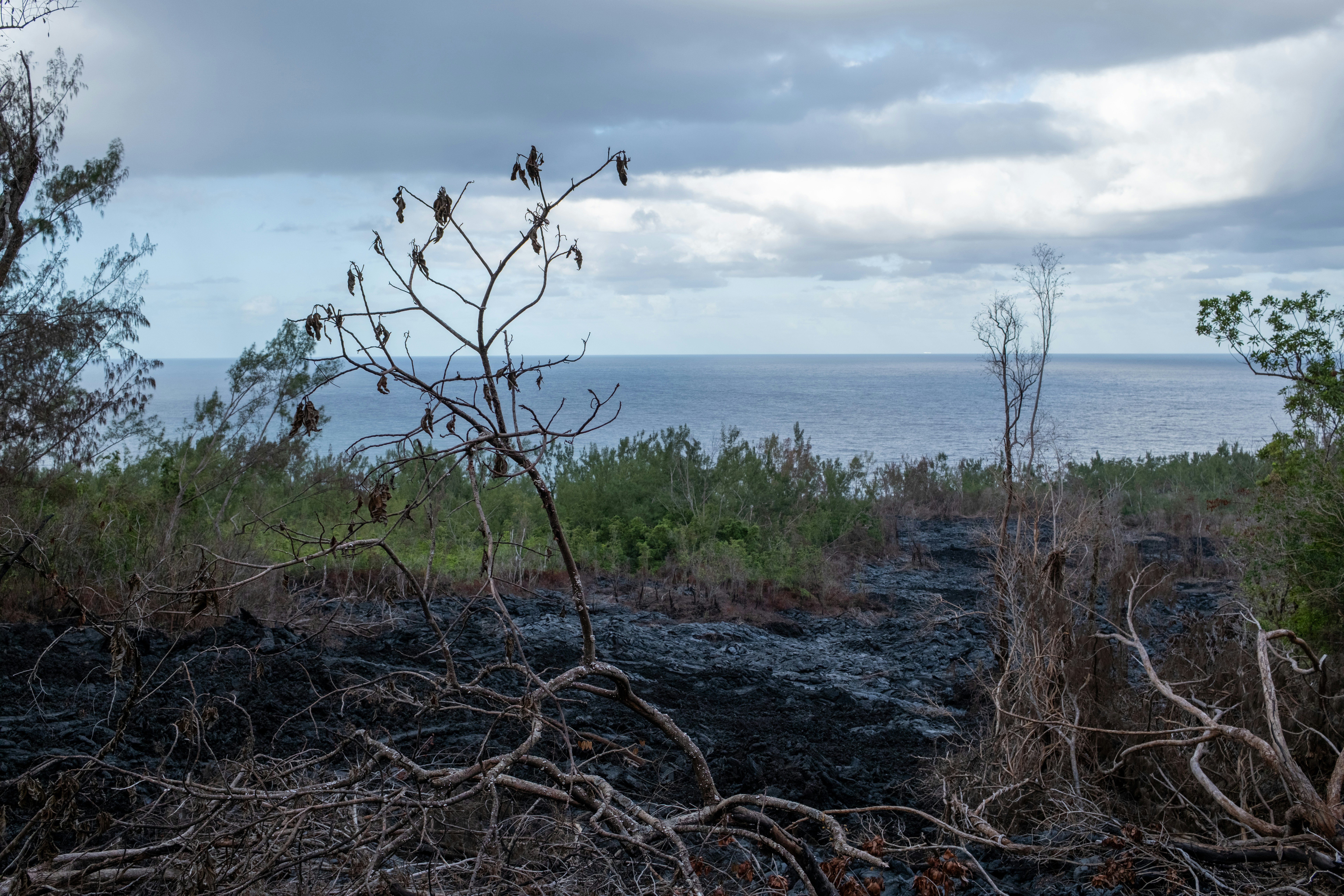 Coastal Cleared Ground: A Quiet Horizon Beyond Charred Brush