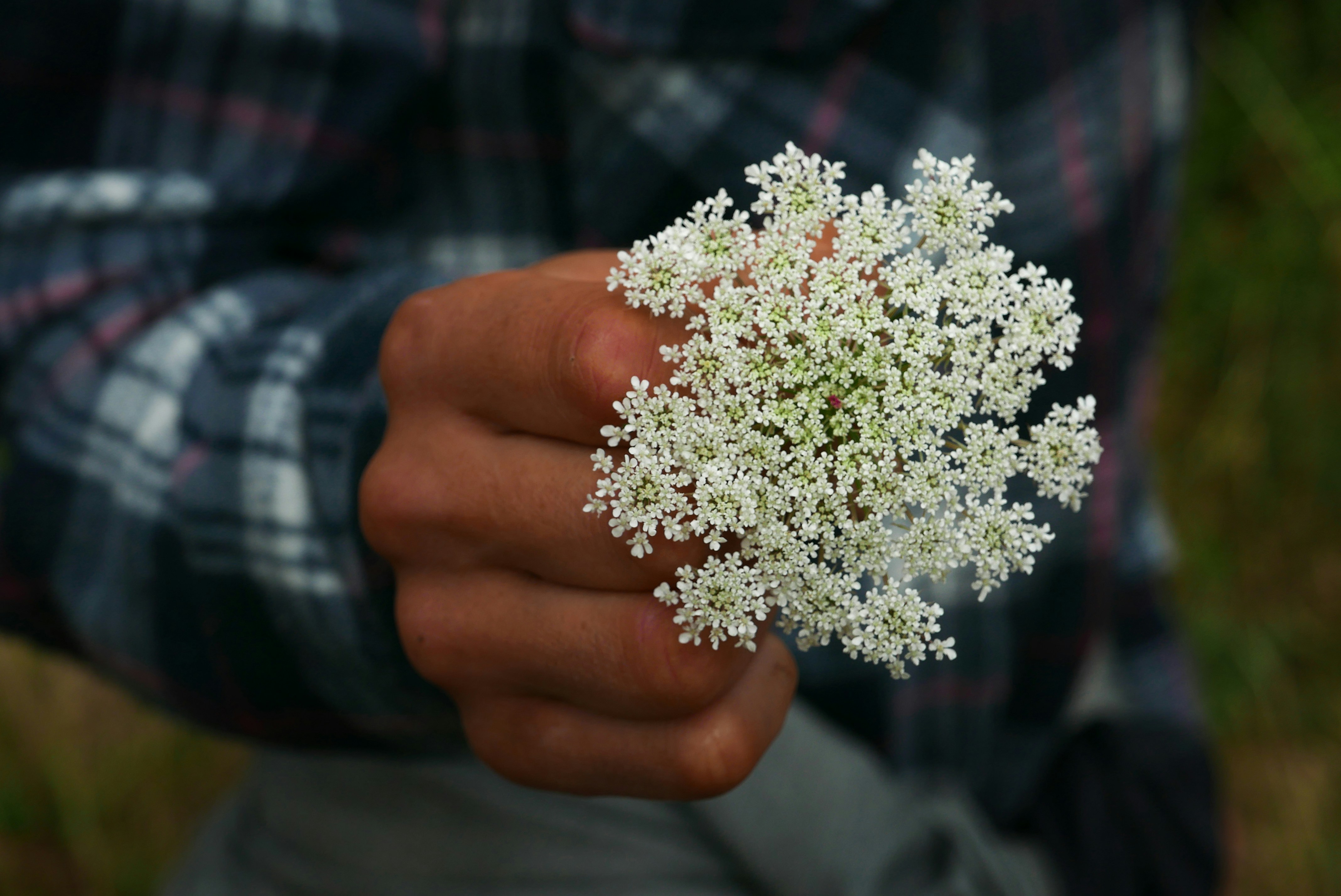 Fern-like Snowflower: A Handful of Delicate White Blooms in Focus