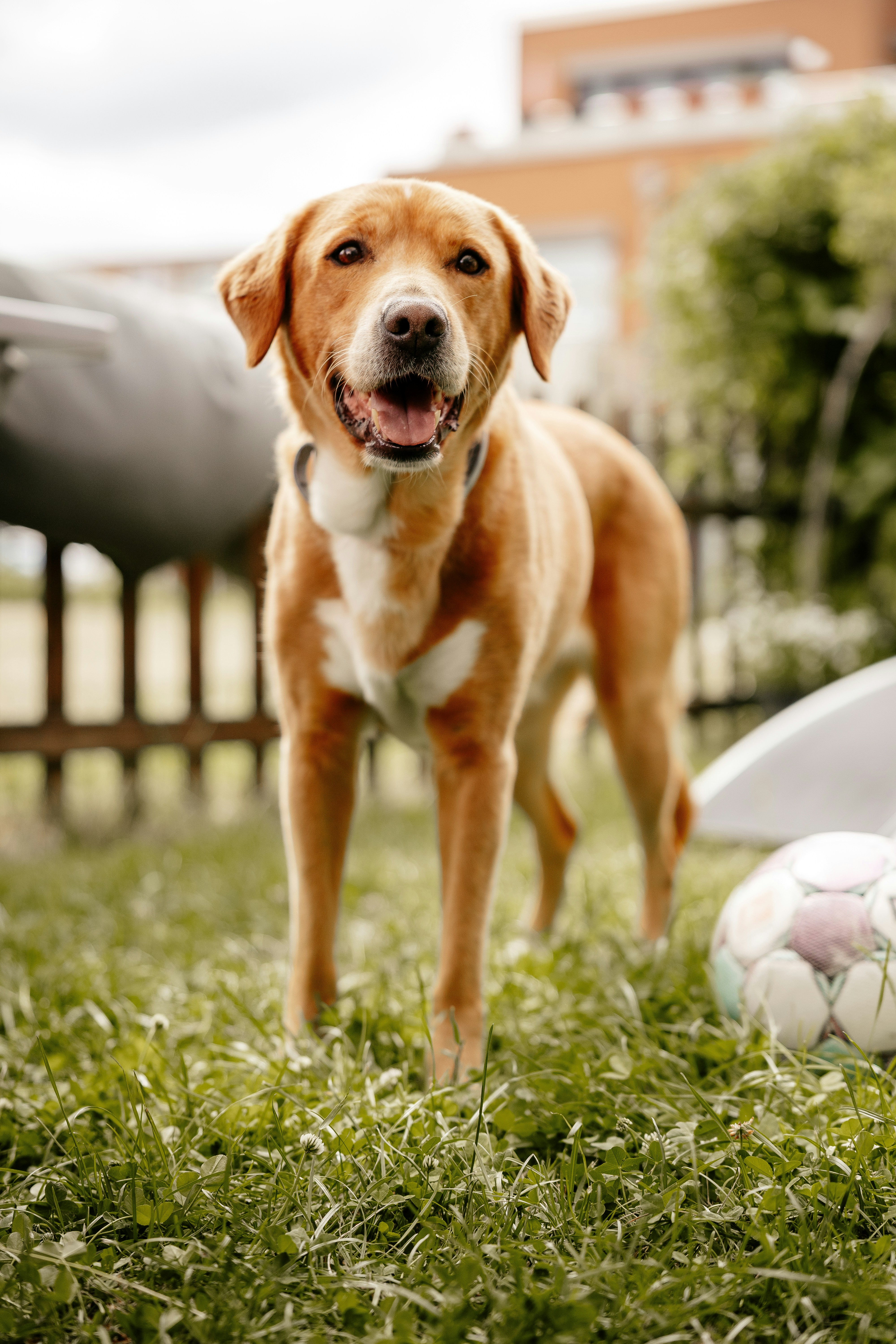 Happy Golden Retriever with Ball in a Sunny Backyard
