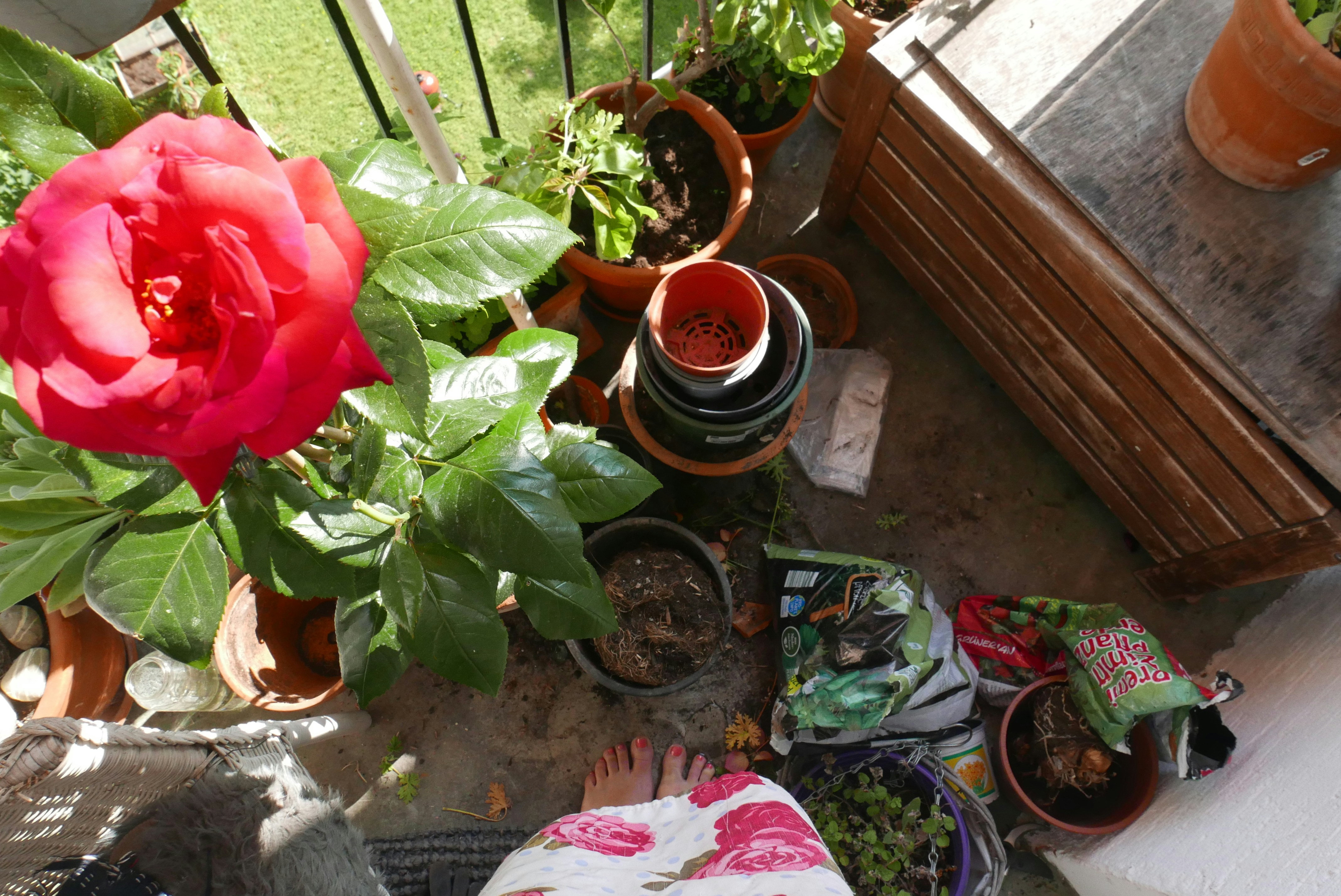 A Balcony Garden Vista: Red Rose Framed by Pots and Greenery