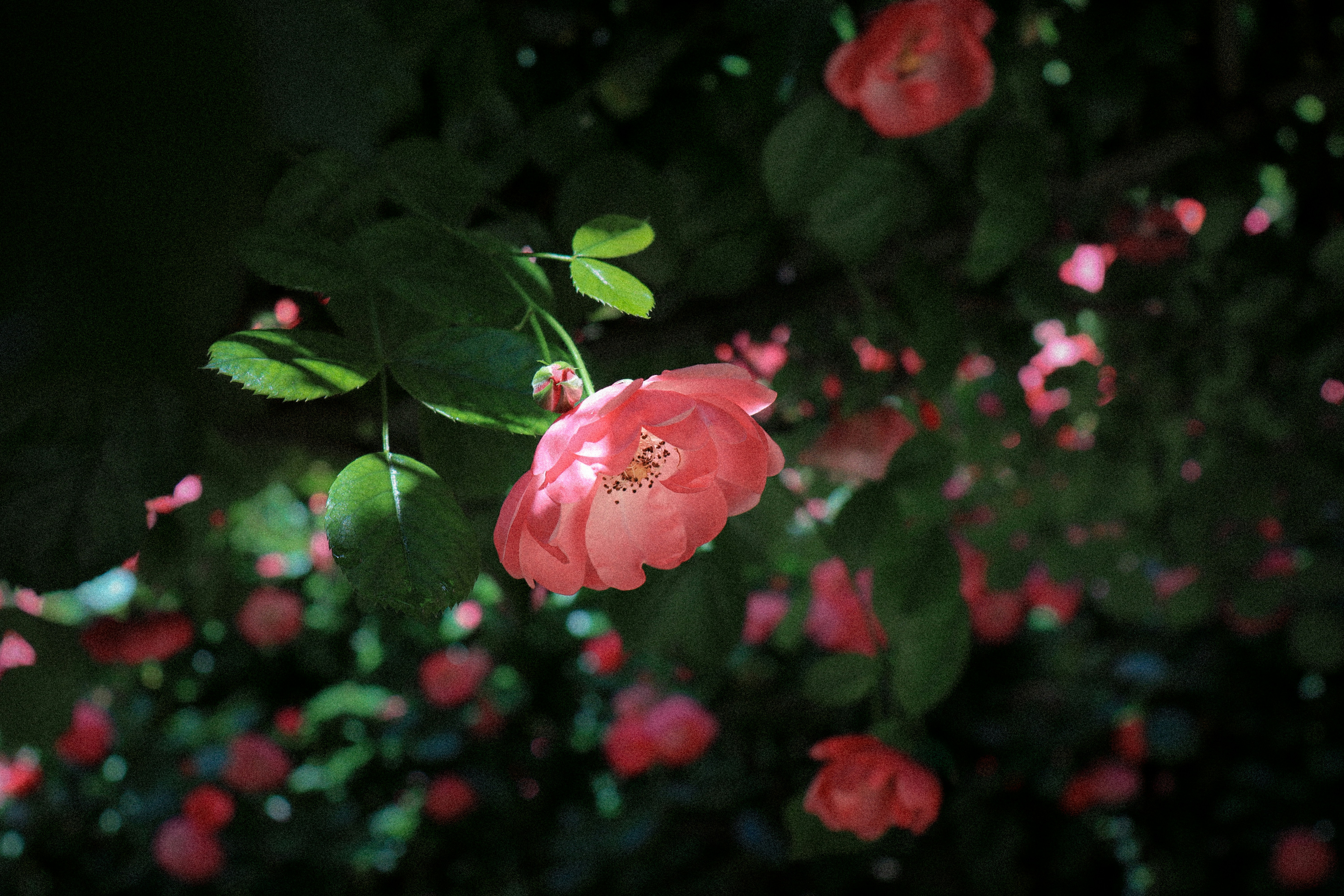 Close-up of a coral-pink rose in a garden, with blurred blossoms in the background, emphasizing a single bloom as the focal point.