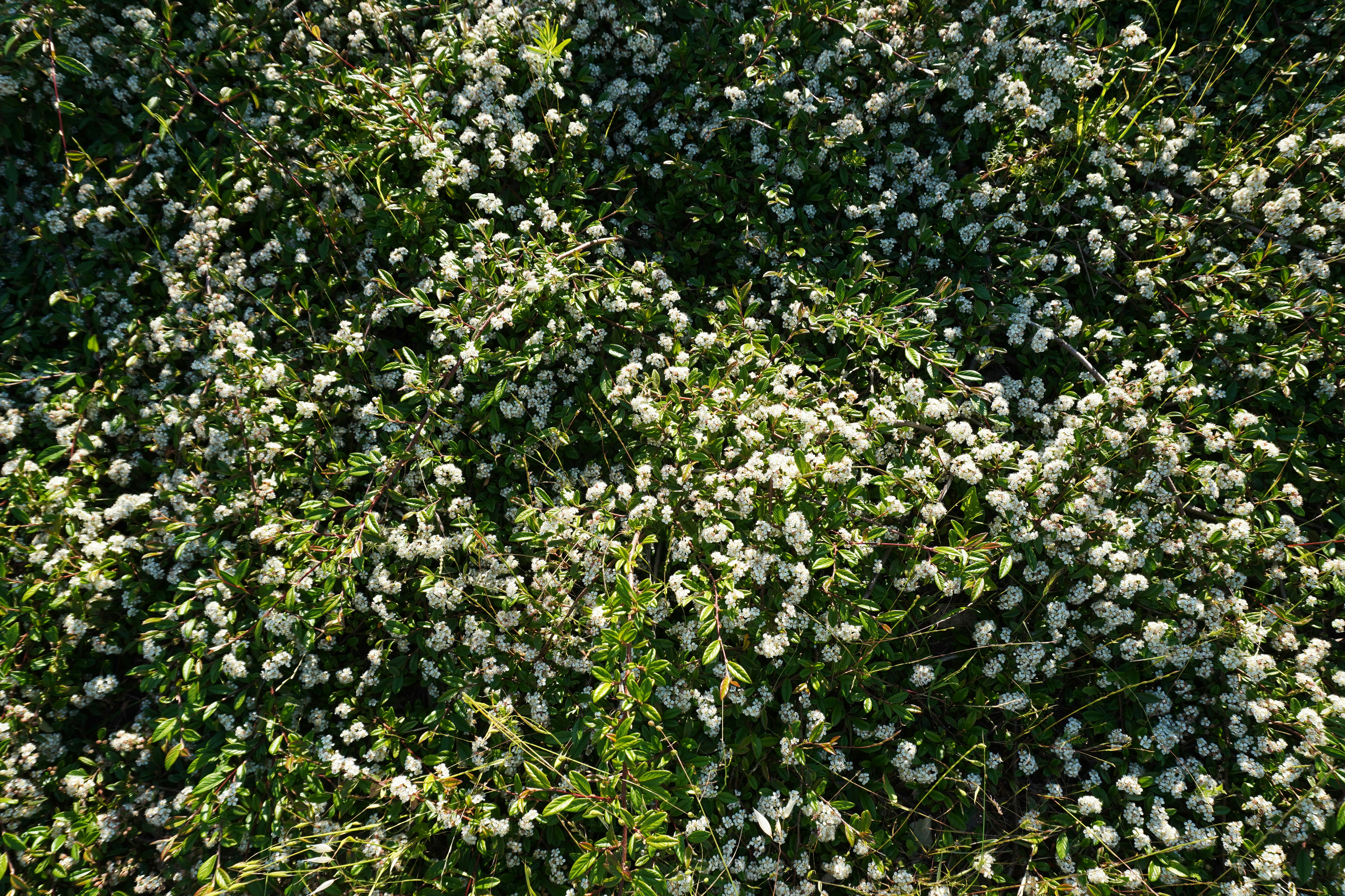 Whispers of White: A Sea of Tiny Blossoms