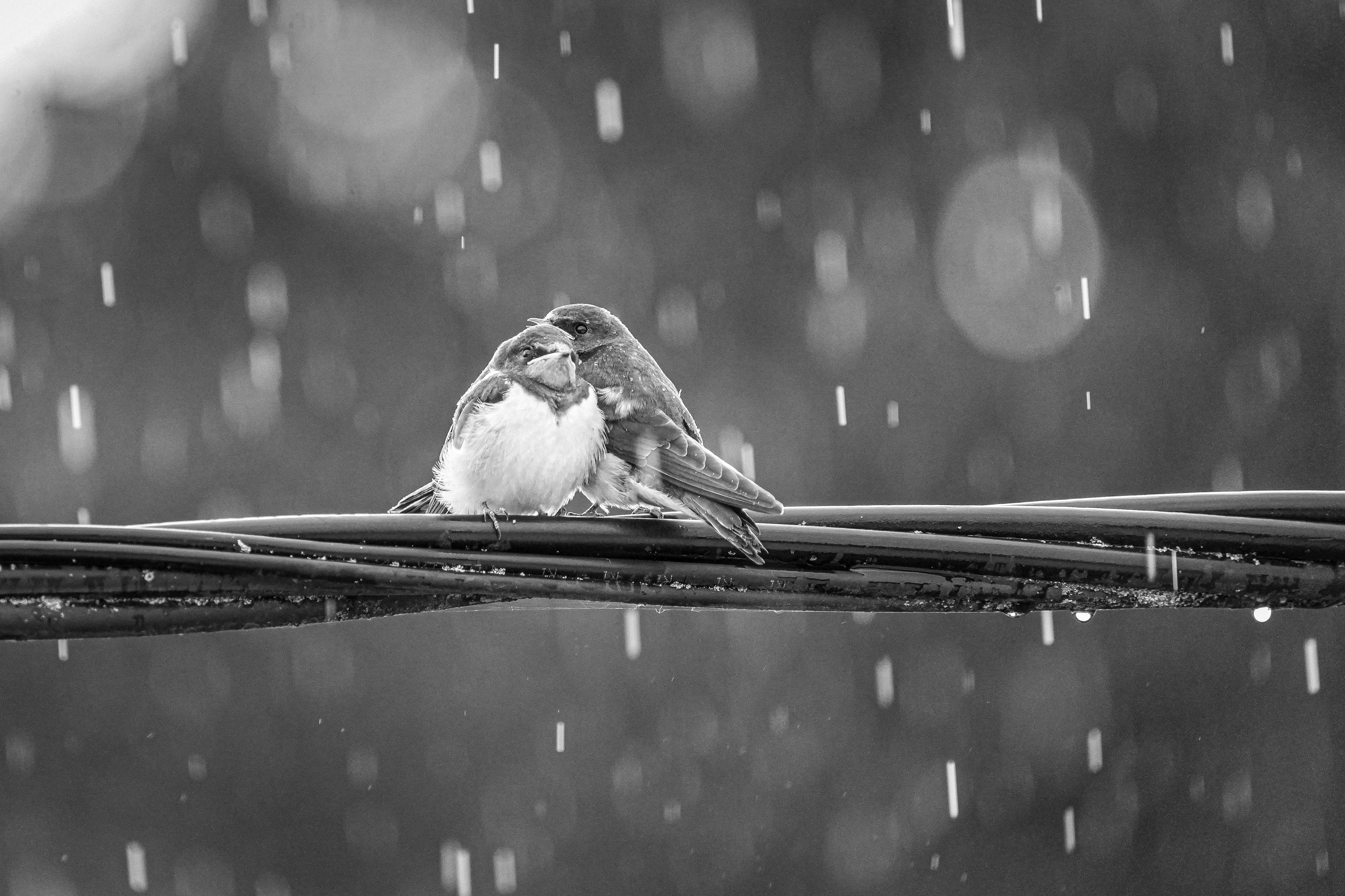 Snowy Snuggle on a Wire: A Tiny Bird in Quiet Rain