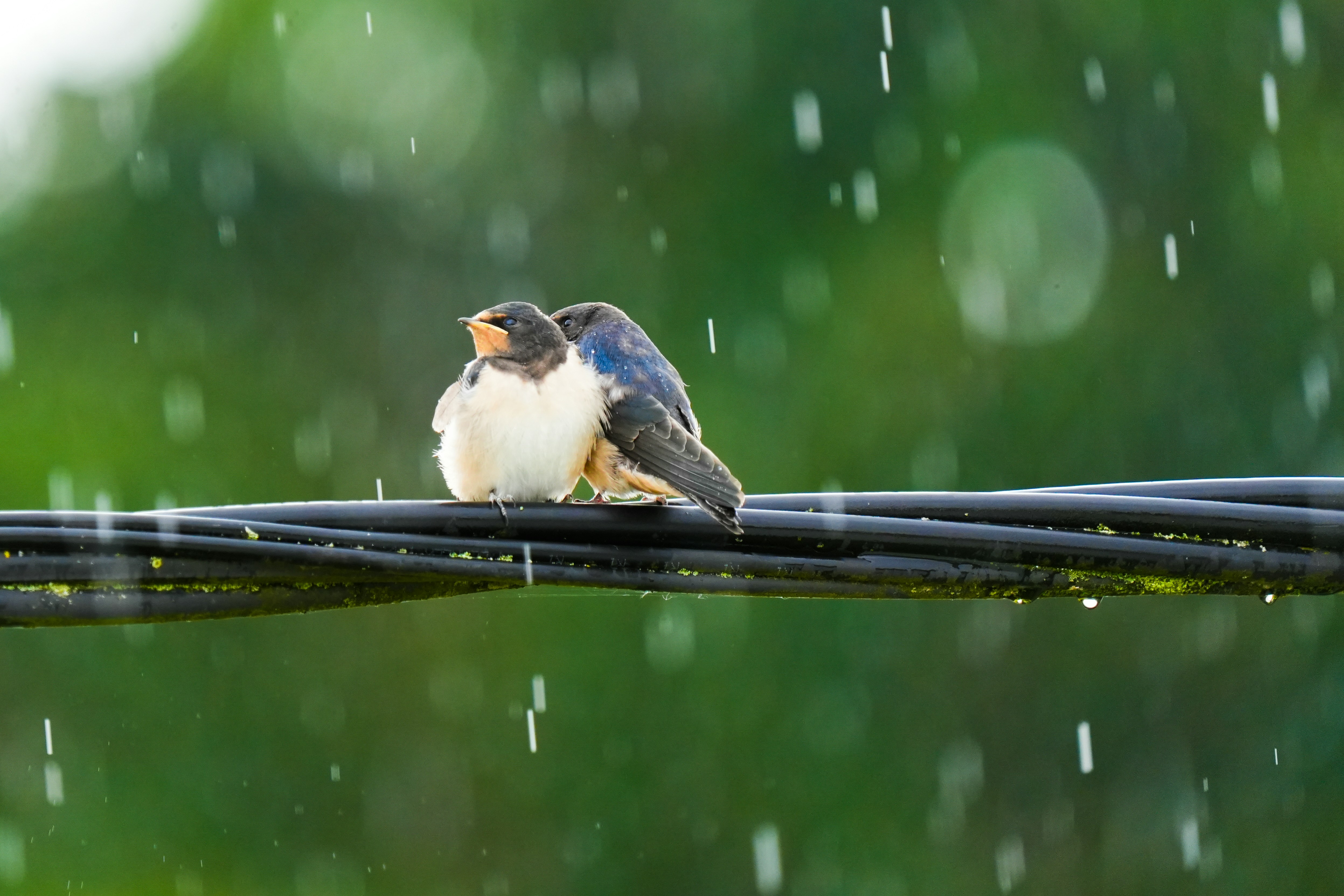 Stormy Perch: A Cyan Swiftlet Braving the Rain on Power Lines