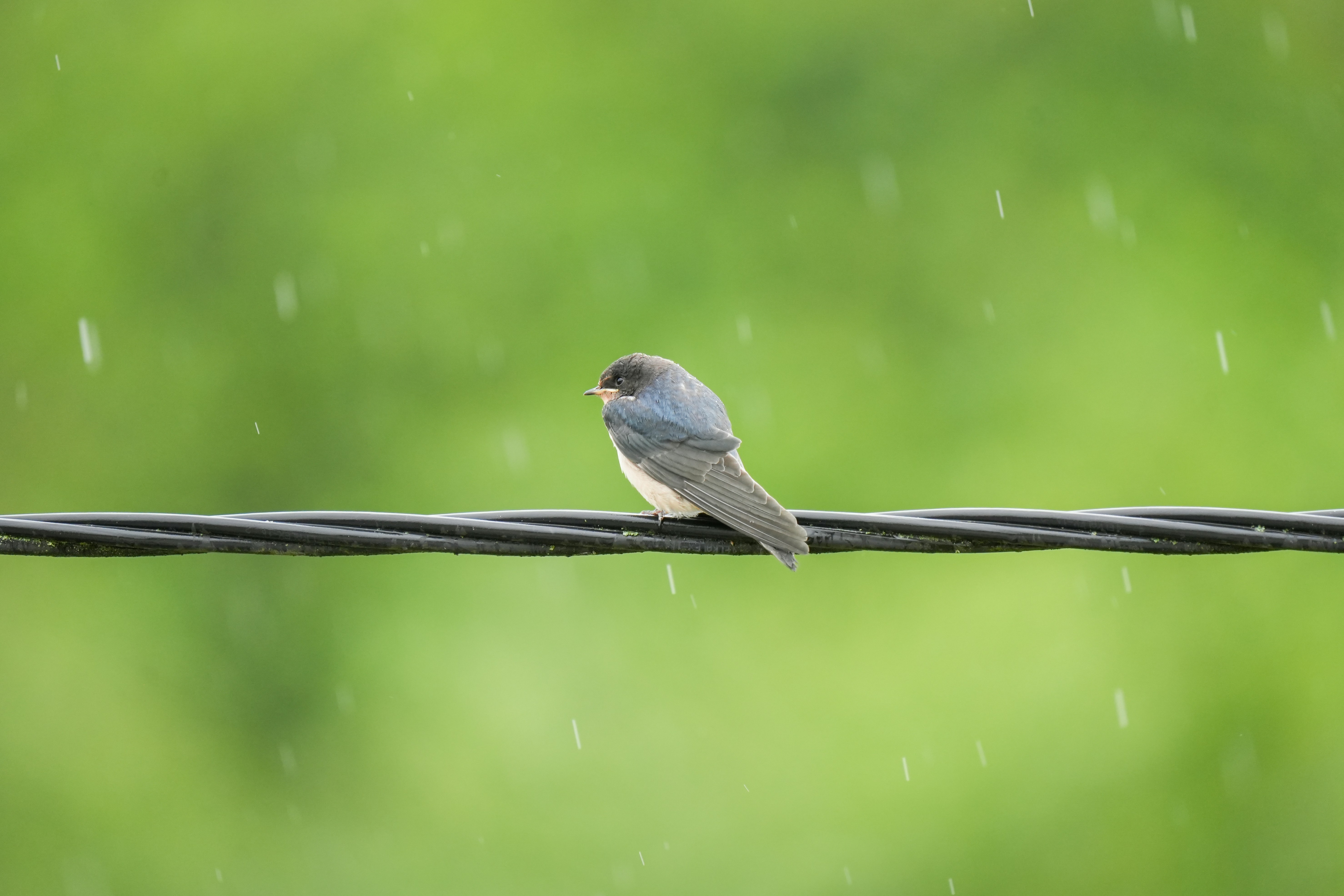 A small bird sits on a wire in the rain.