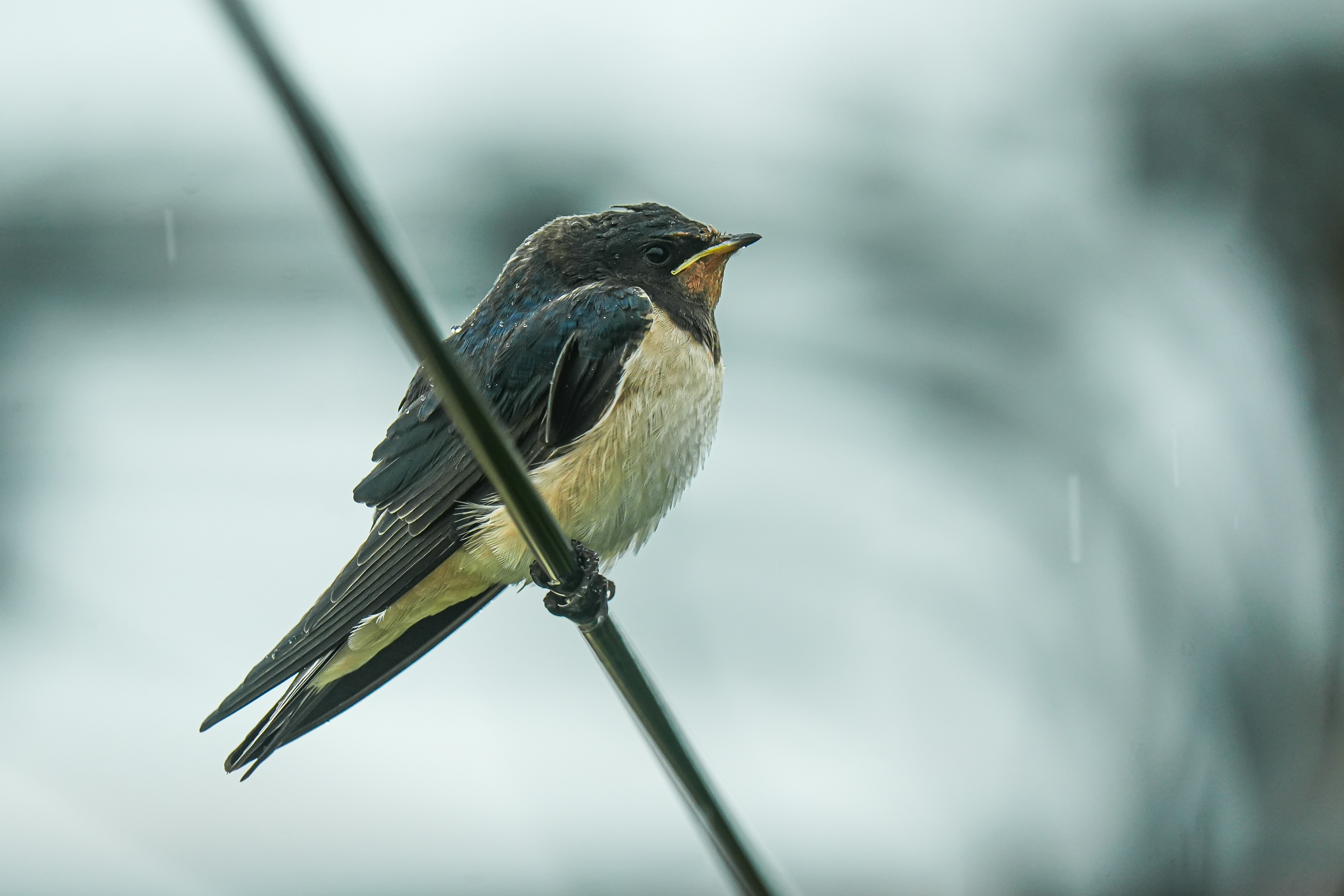 Perched Warbler on a Diagonal Wire in a Soft, Rainy Backdrop