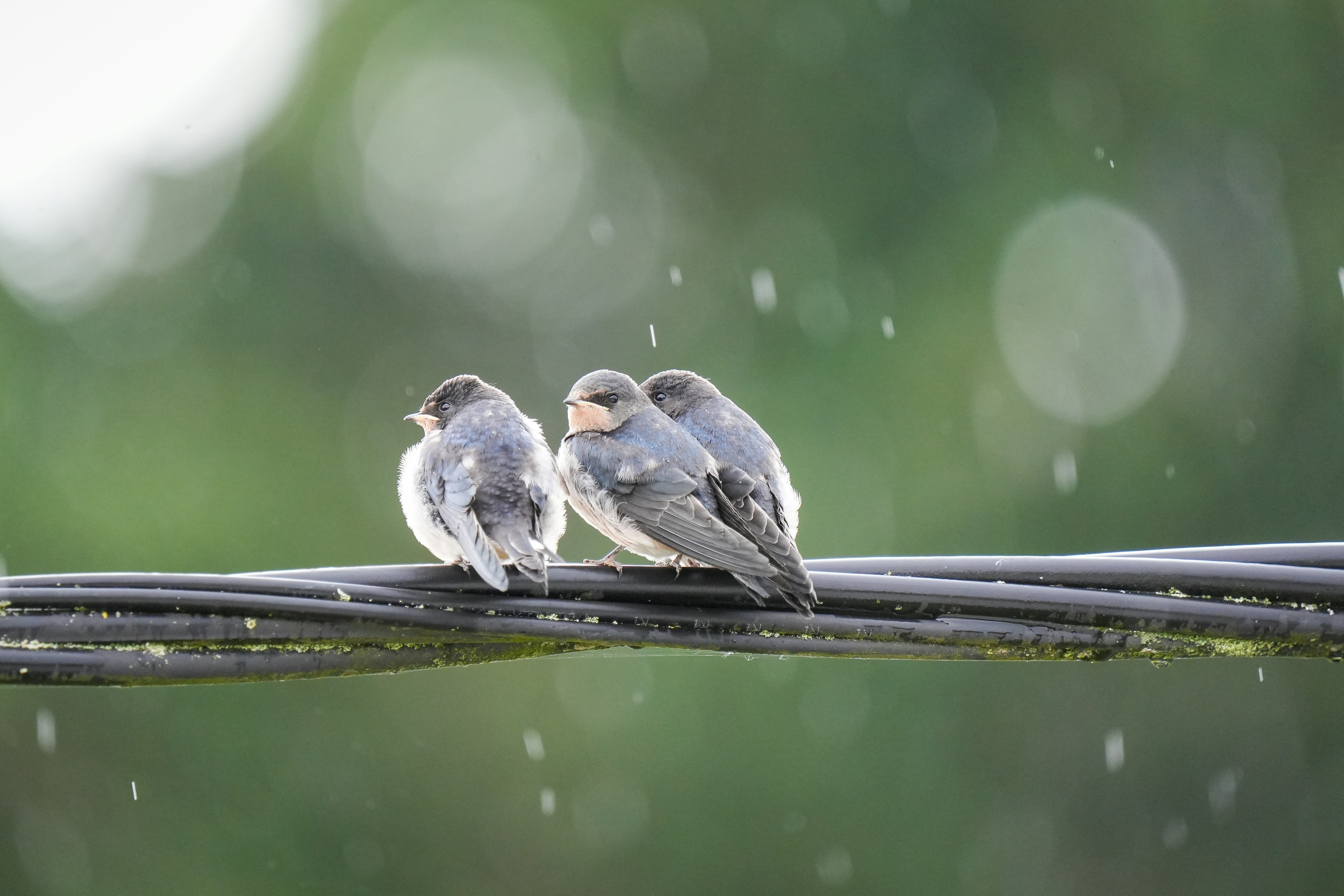 Three small birds huddle on a wire in the rain.