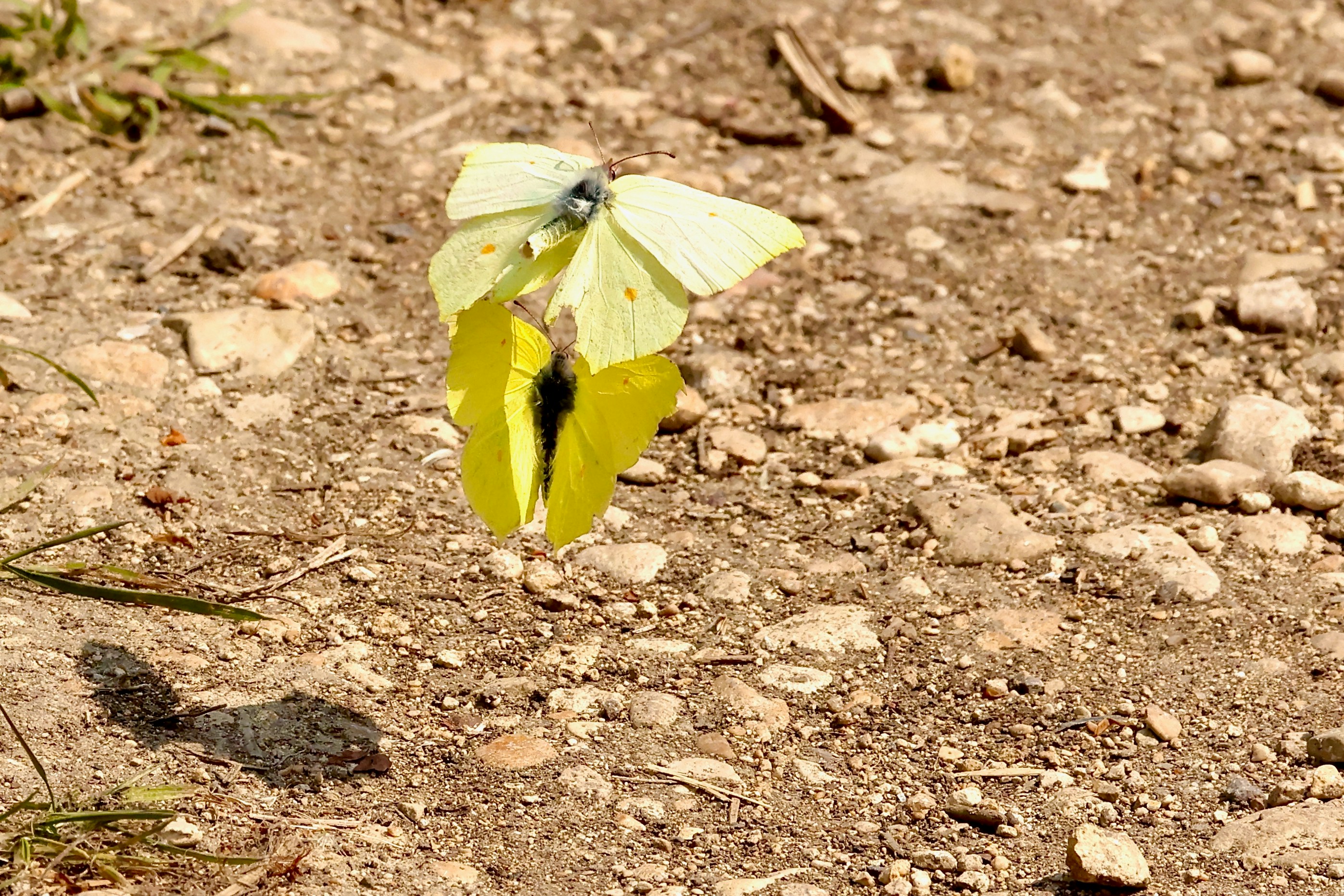Desert Meadow Flutter: Pale Yellow Butterfly on Rough Ground
