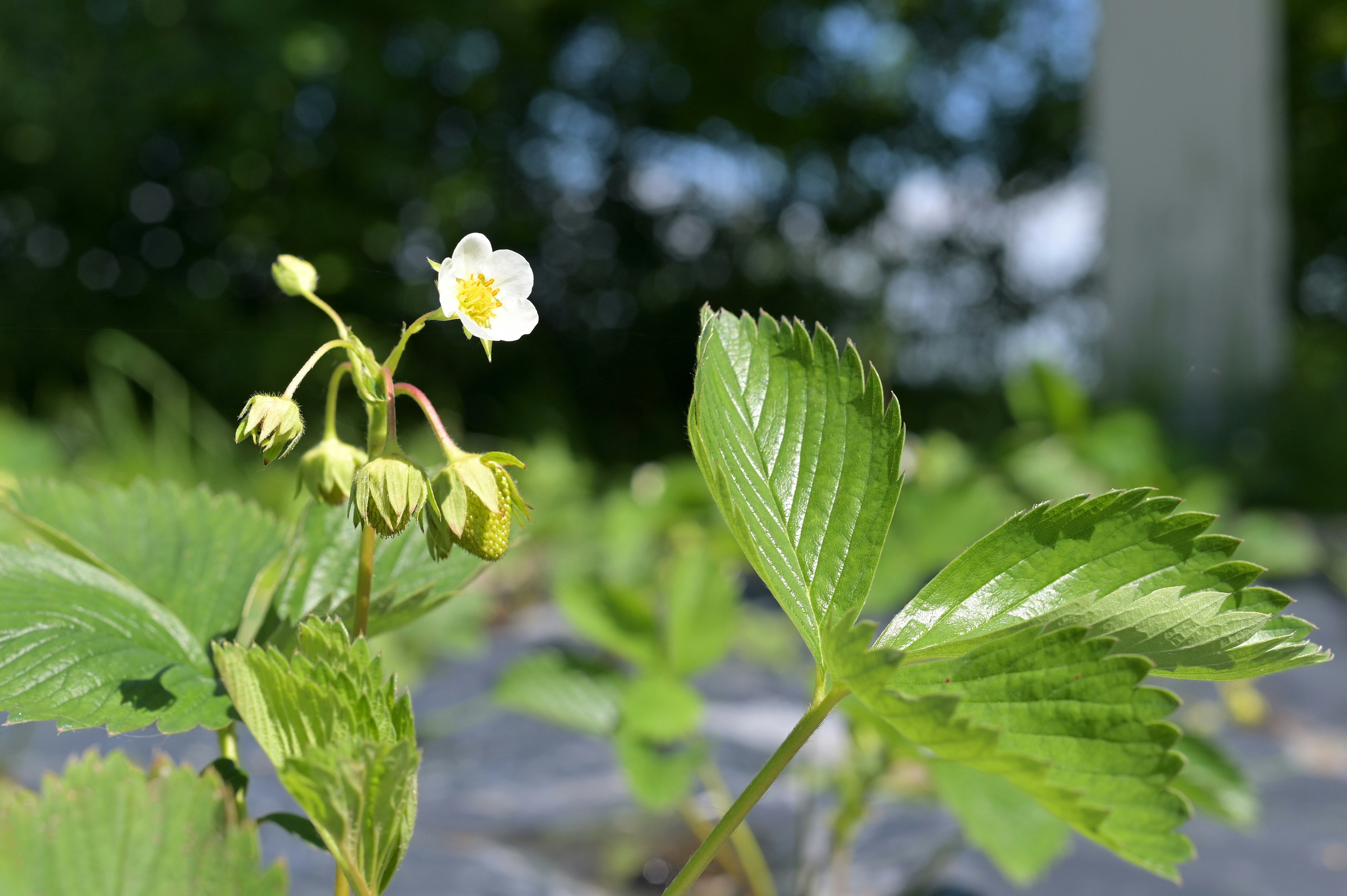 Fragile bloom and new strawberry greens in soft morning light