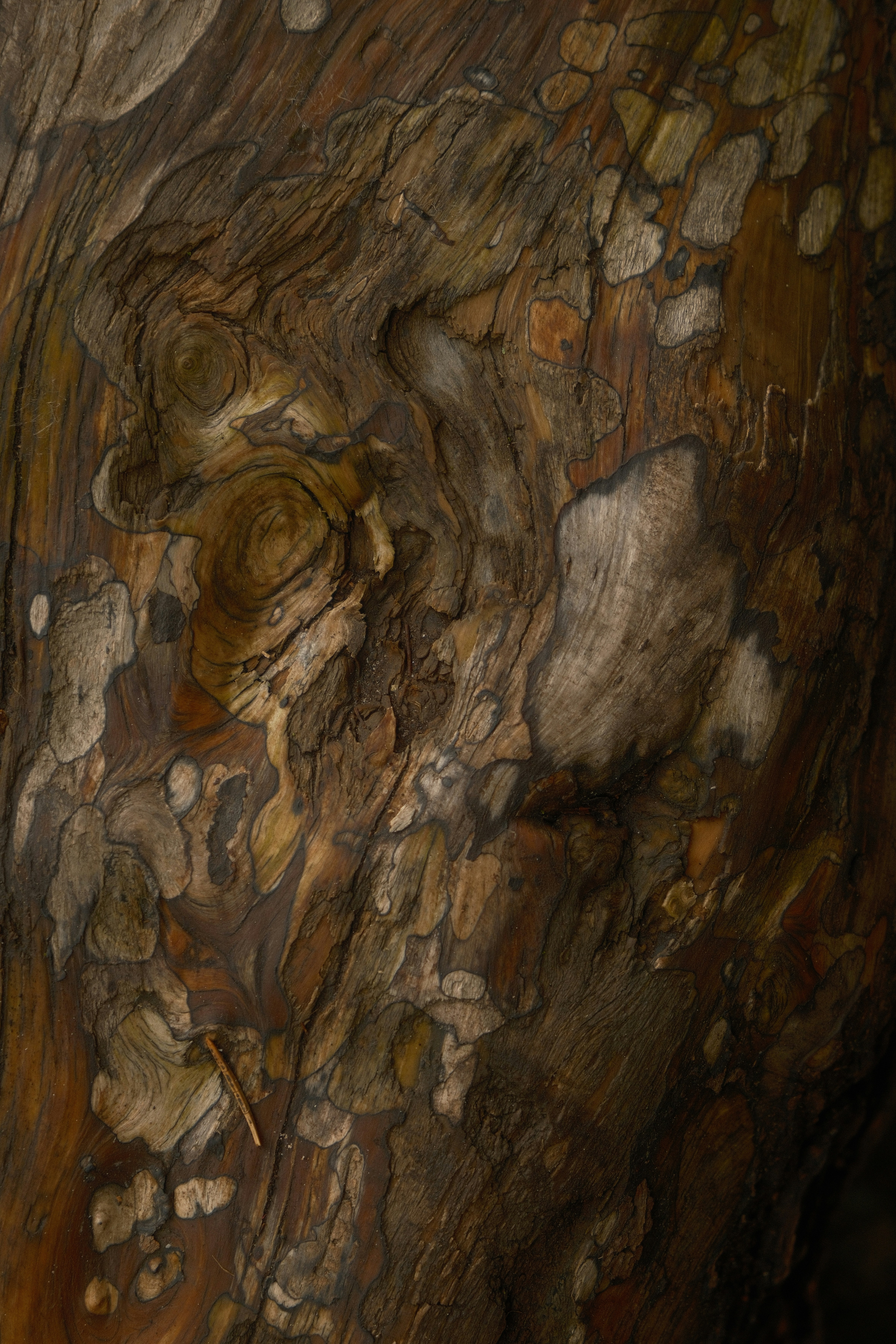 Rough, textured tree bark with intricate patterns and earthy colors.