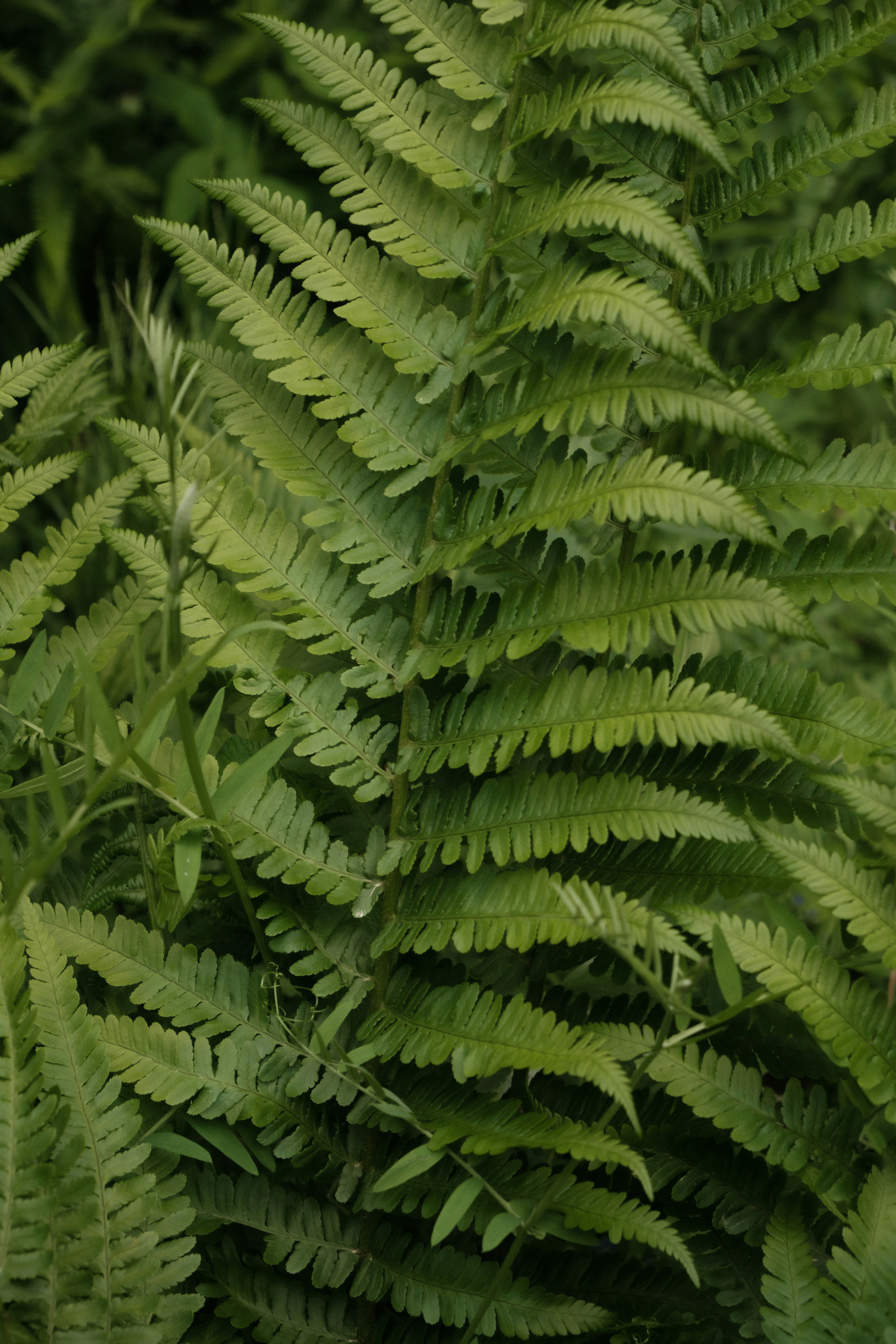 Fronds in Focus: A Dense Green Fern Tapestry