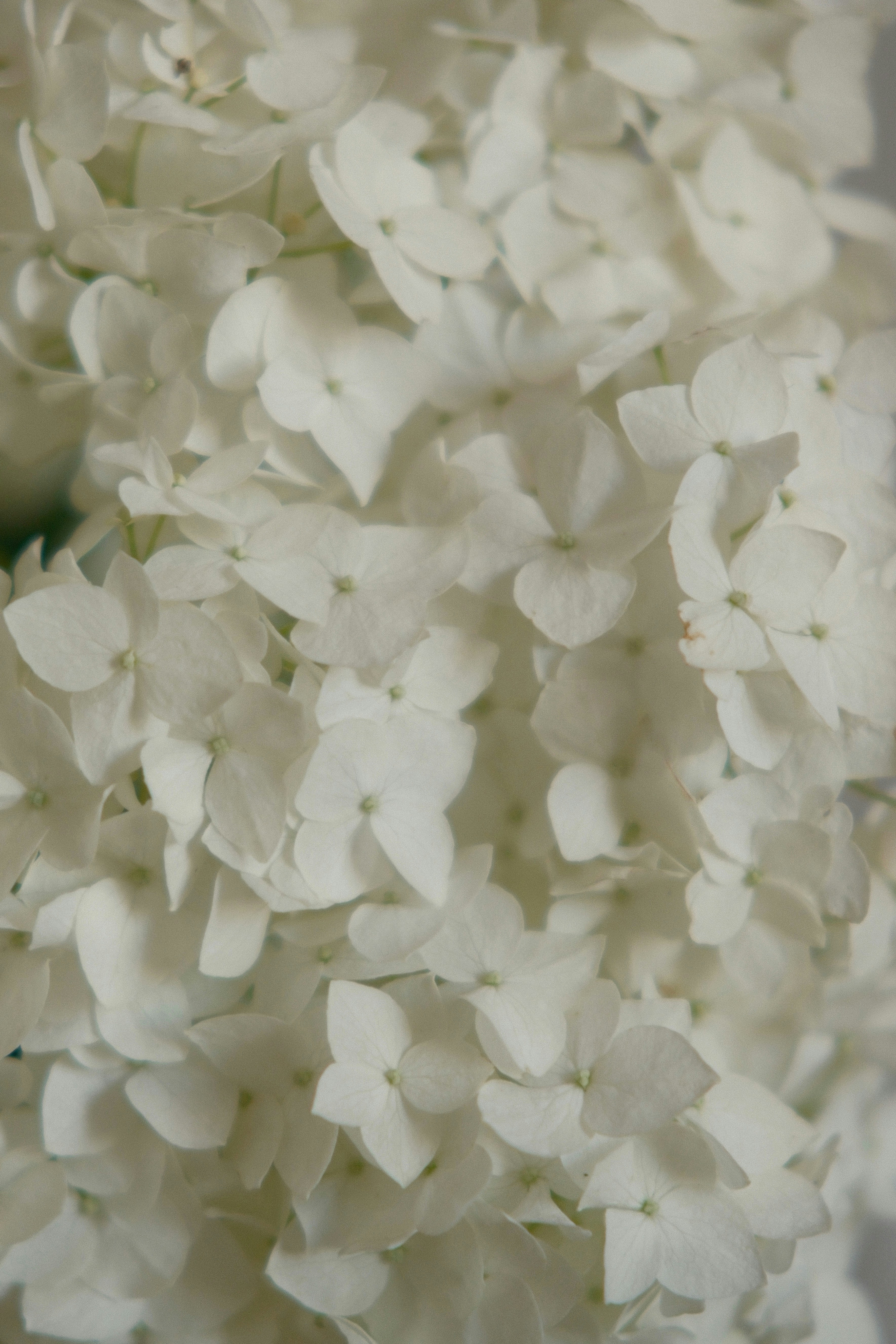 Close-up of delicate white flowers in a dense cluster.