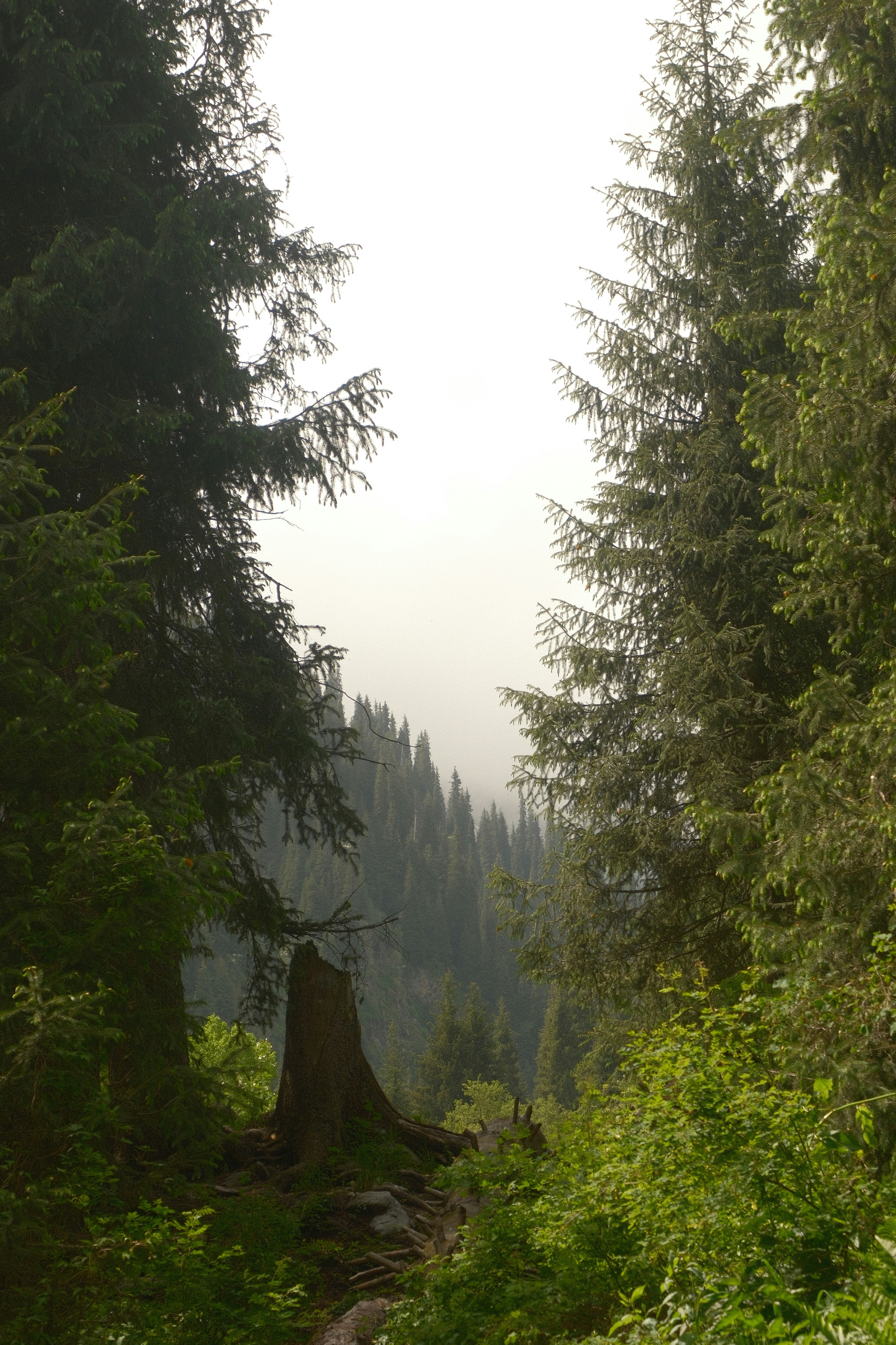 Forest Afterglow: A Sunlit Clearing Framed by Ancient Pines