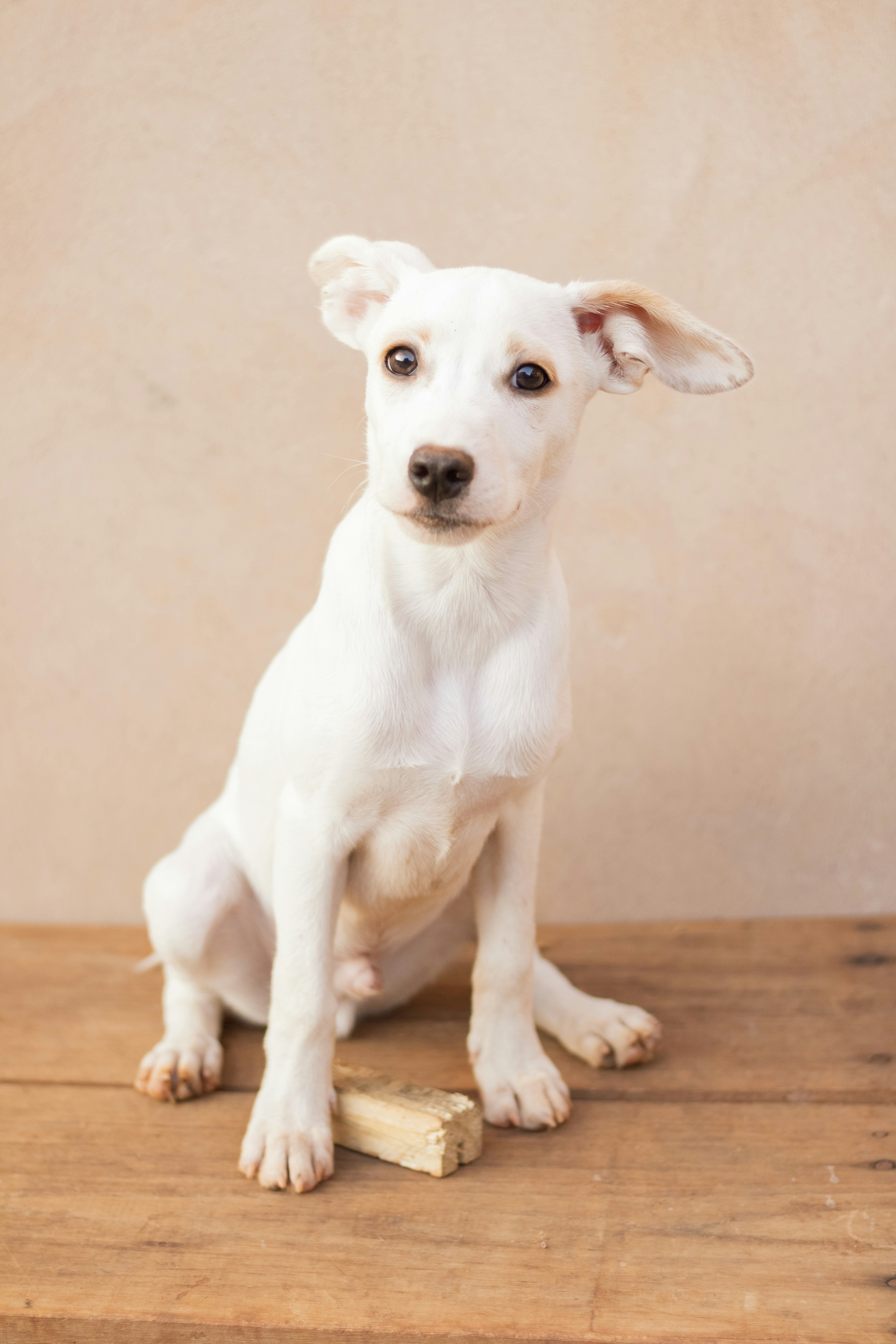 White Pup on Wooden Floor: Curious Gaze and Ears in Soft Light
