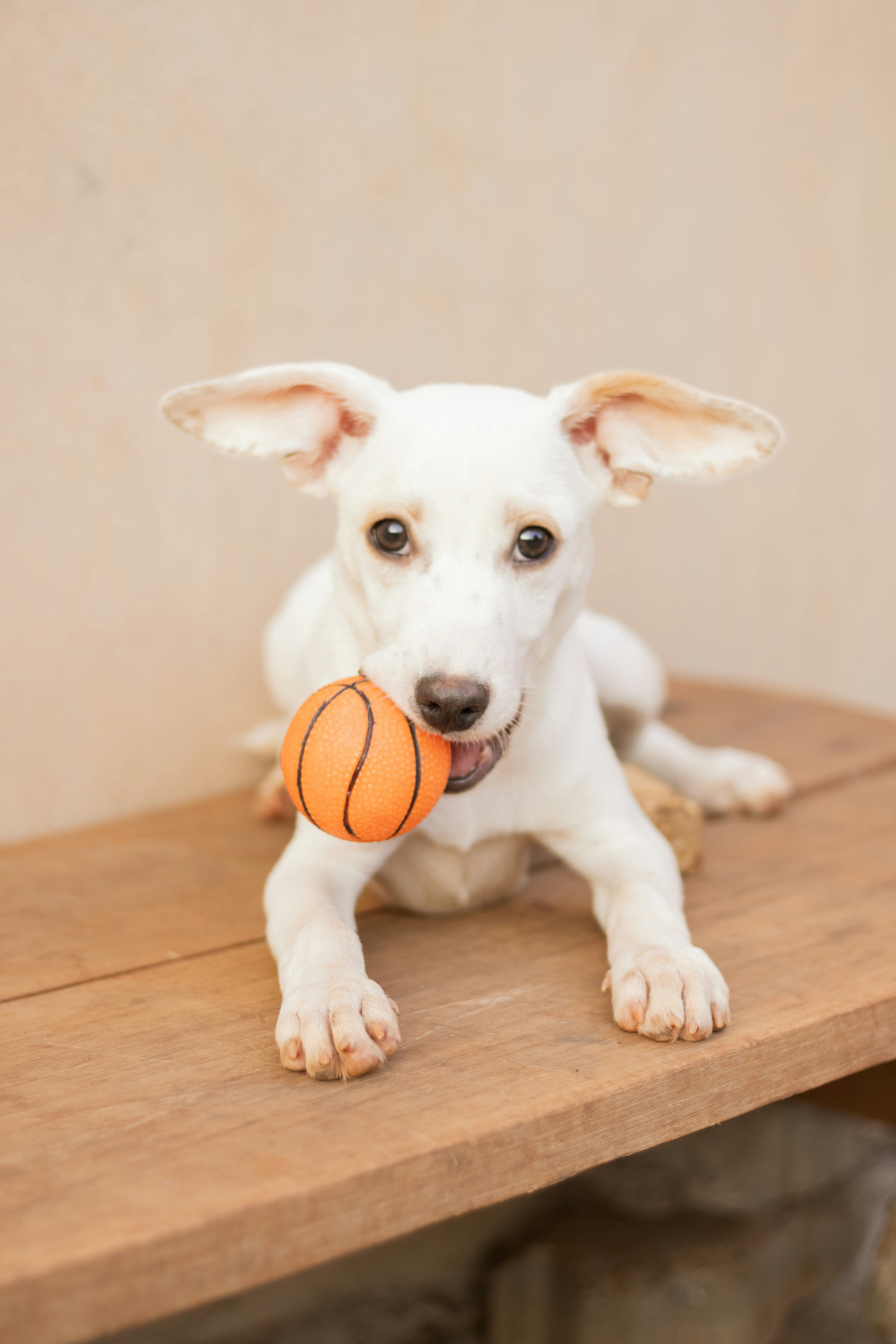 Playful Pup with Ball: A Gentle Moment on a Wood Platform