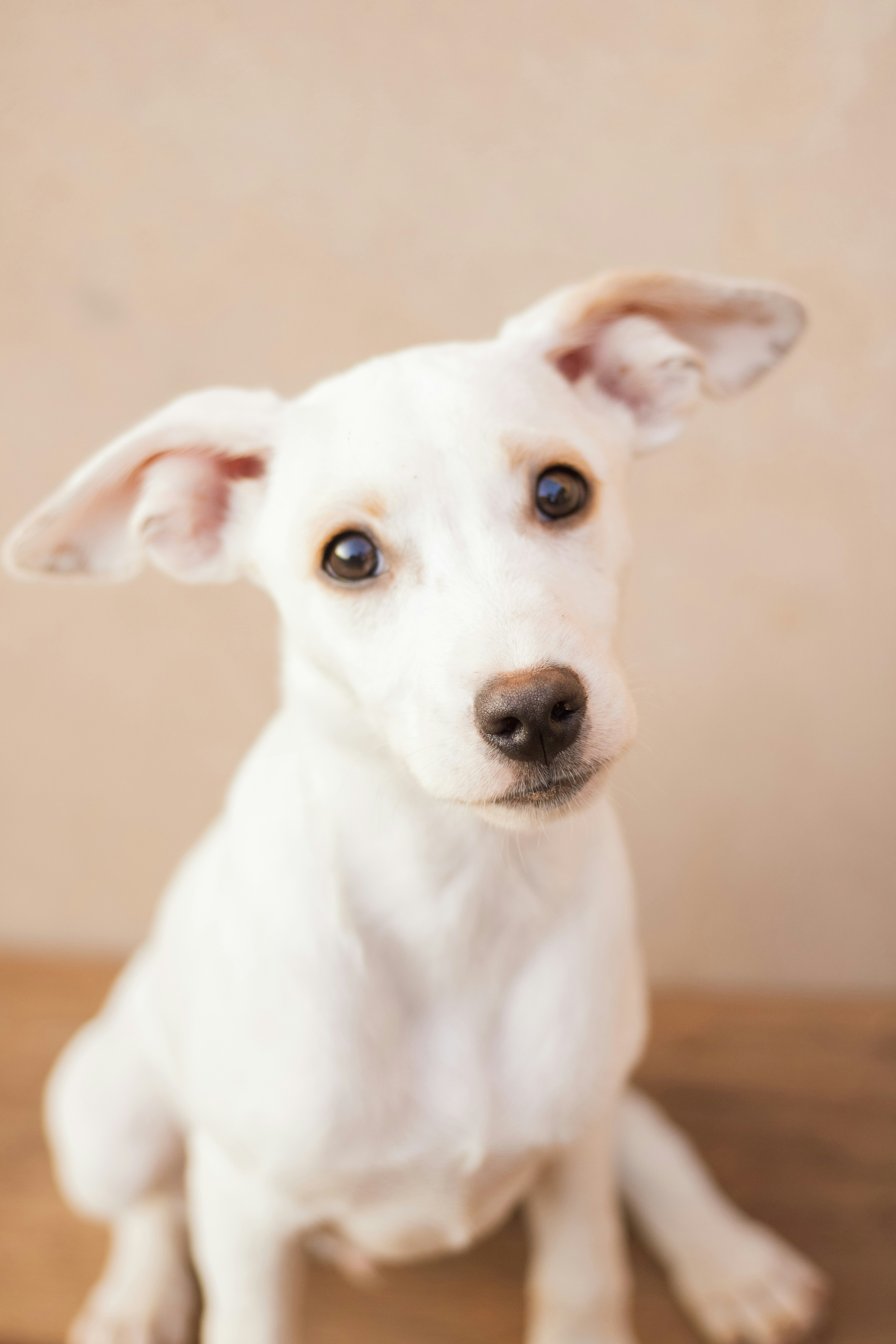 Curious Whiskers: White Pup Stares Down the Lens